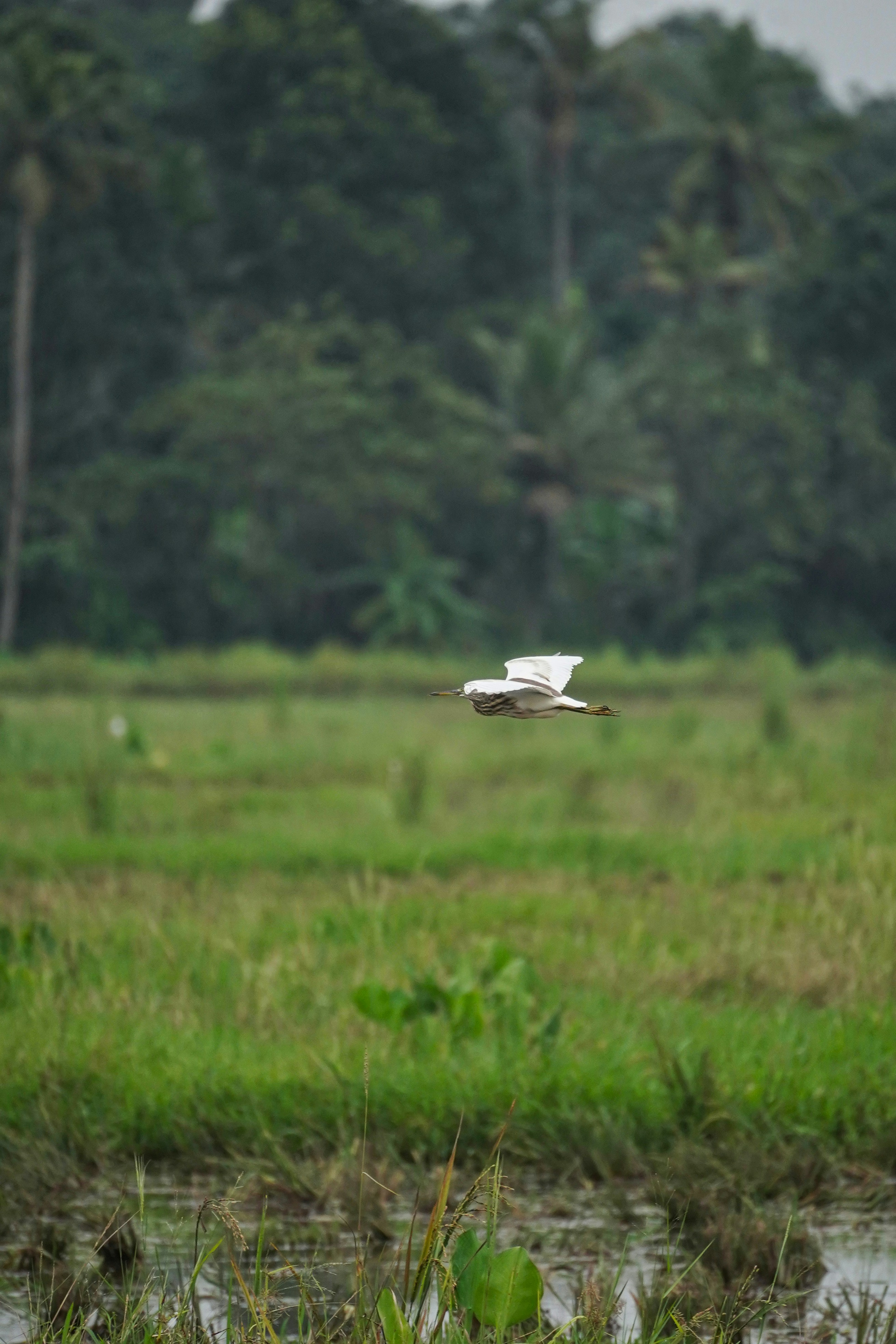 Wingbeat Over a Quiet Green Field: White Heron in Flight
