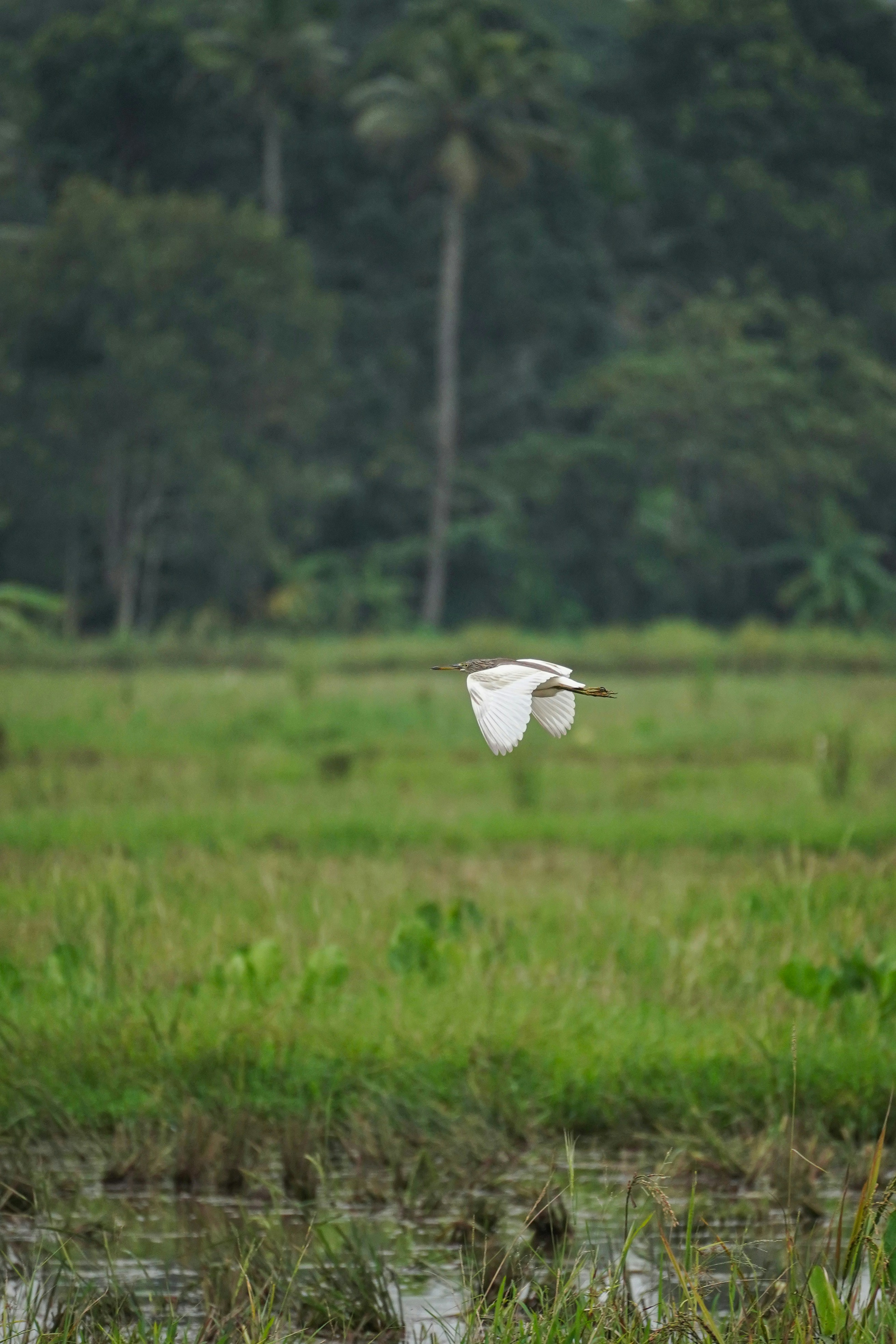 Wingbeat Over Green Quiet: A White Heron in Flight