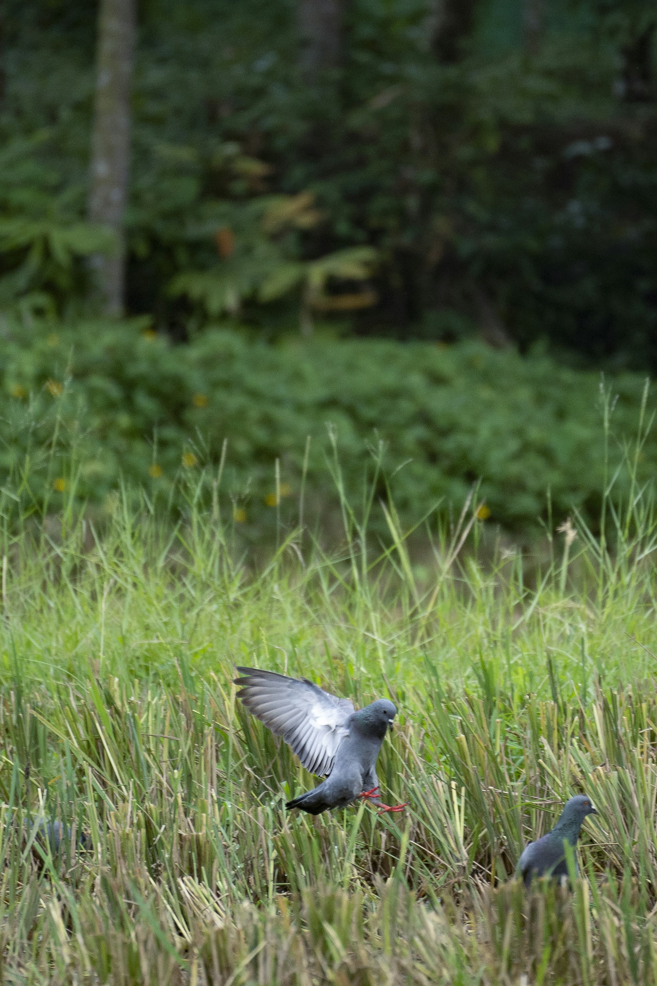 Wingbeat Over the Meadow: A Pigeon Takes Flight Among Tall Grass