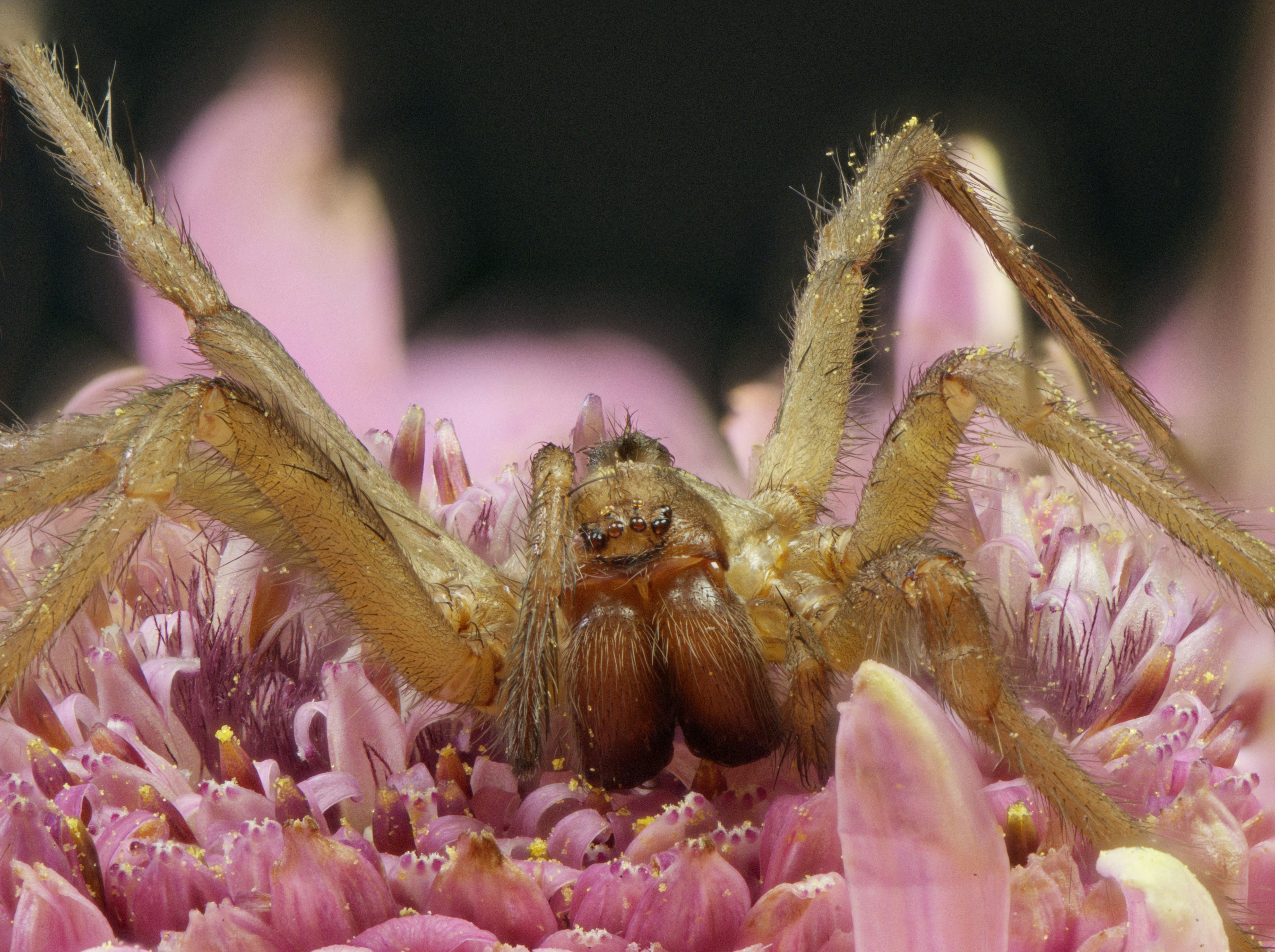 A large spider sitting on top of a pink flower photo – Free Spider ...