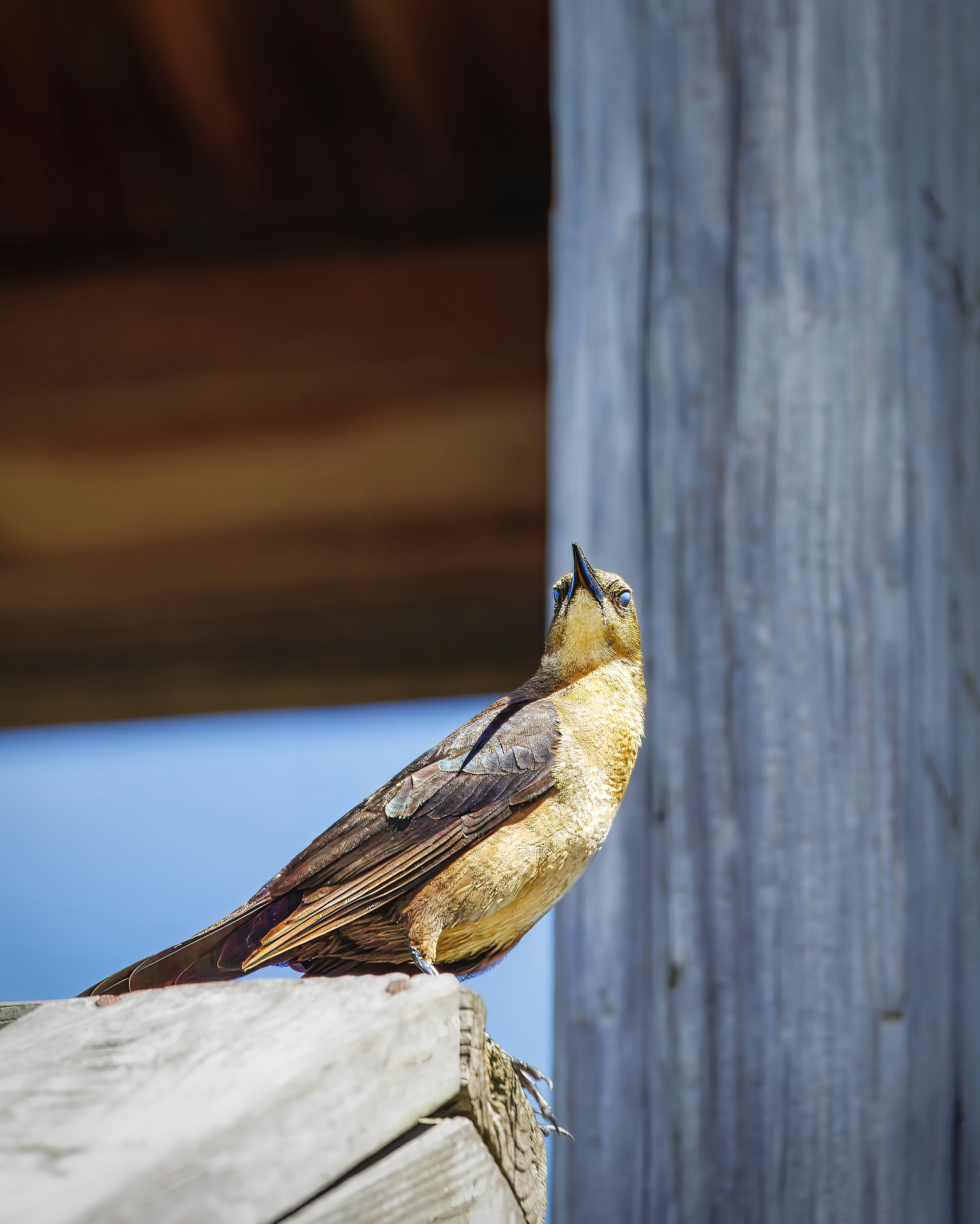 Amber-throated Perch on Weathered Timber by a Blue Post