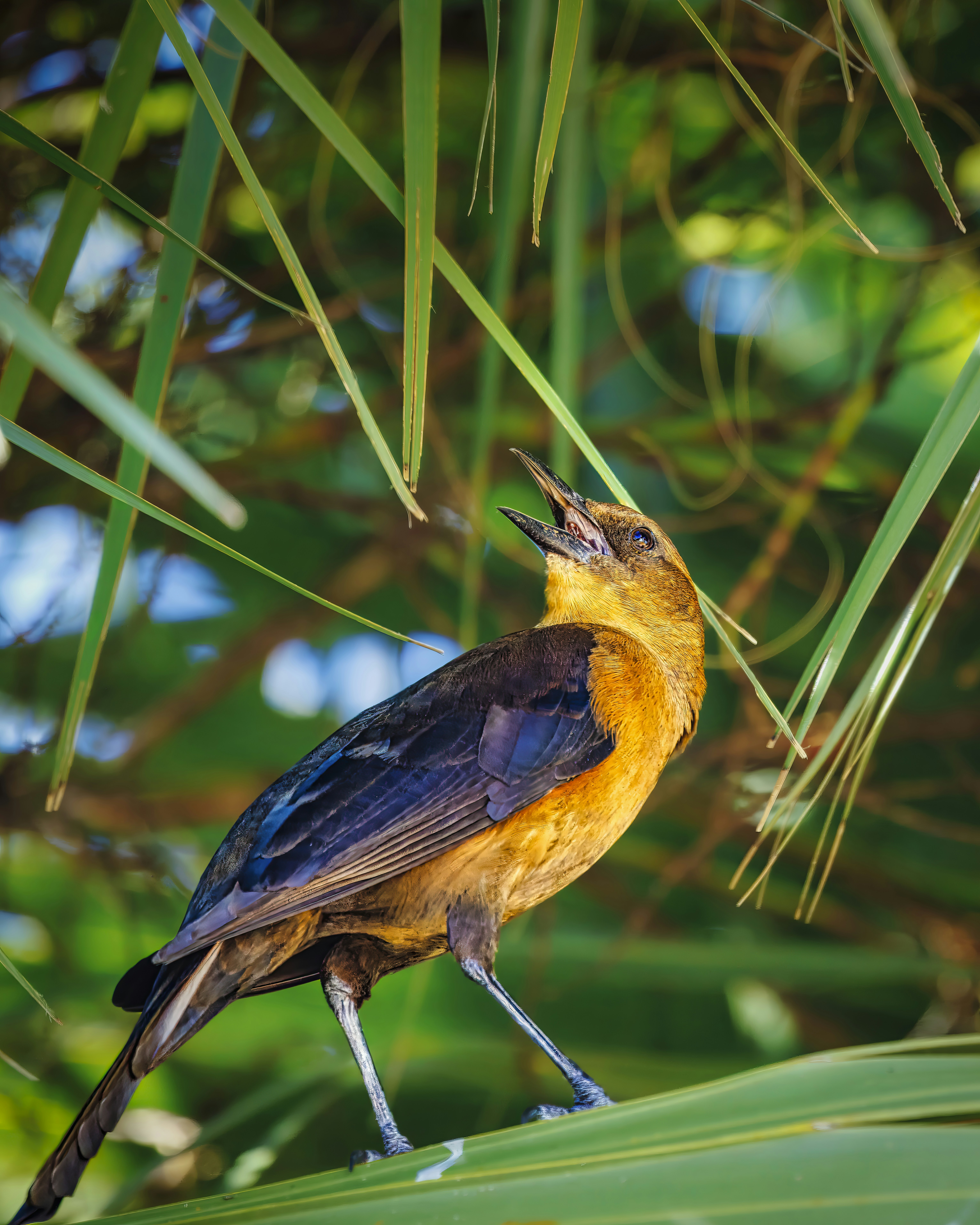 Gold-throated Serenade Among Palm Fronds