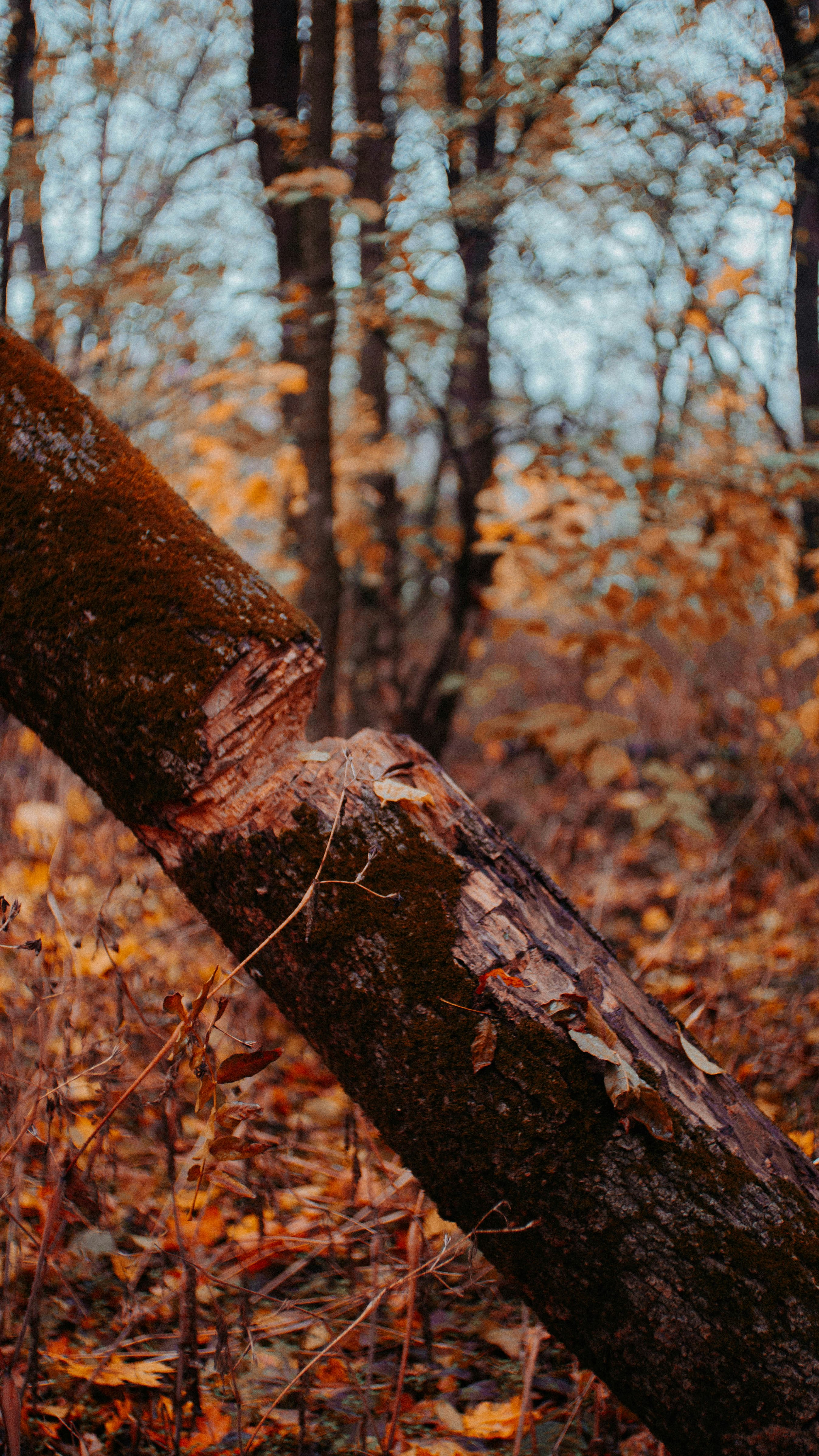 A diagonal fallen trunk dominates the foreground of an autumn forest, with warm orange leaves and a cool blue background blur.