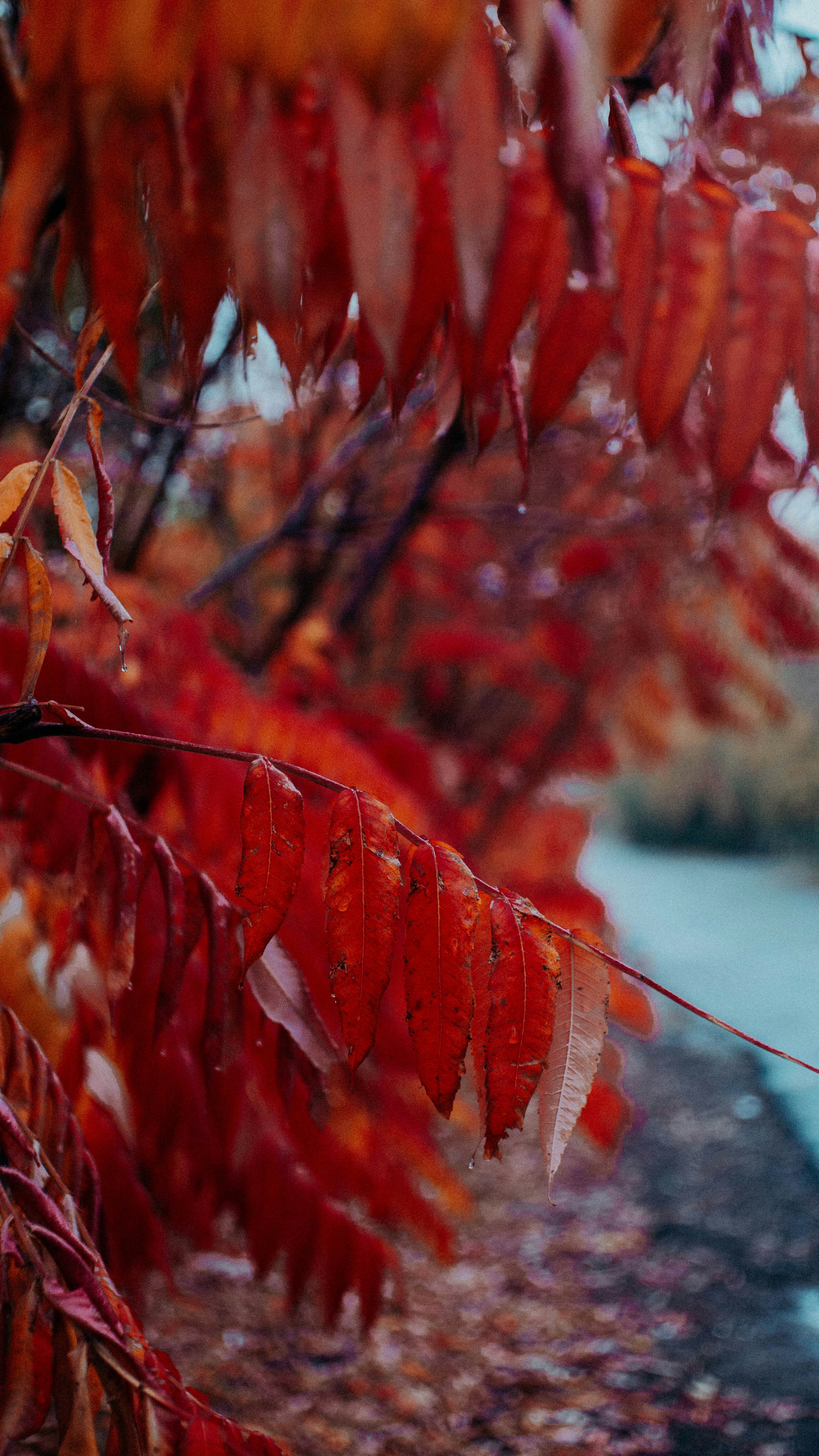 Red autumn leaves dominate the frame along a soft, moody pathway, with a shallow depth showing a distant, blurred path. A close-up view emphasizes the vivid foliage as the scene recedes.