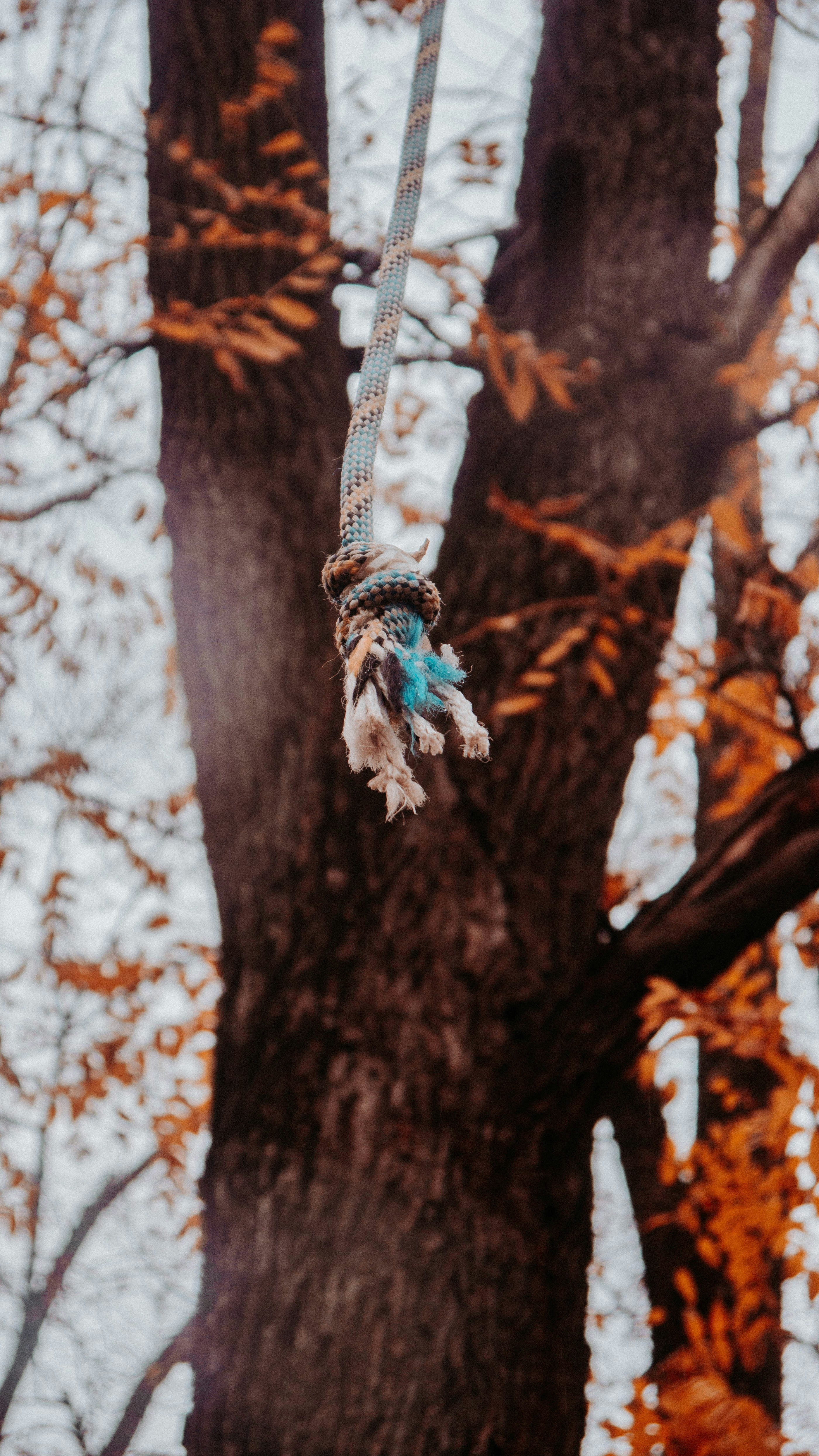 Frayed rope knot suspended before a sturdy tree trunk, with autumn-orange foliage creating a warm bokeh behind.