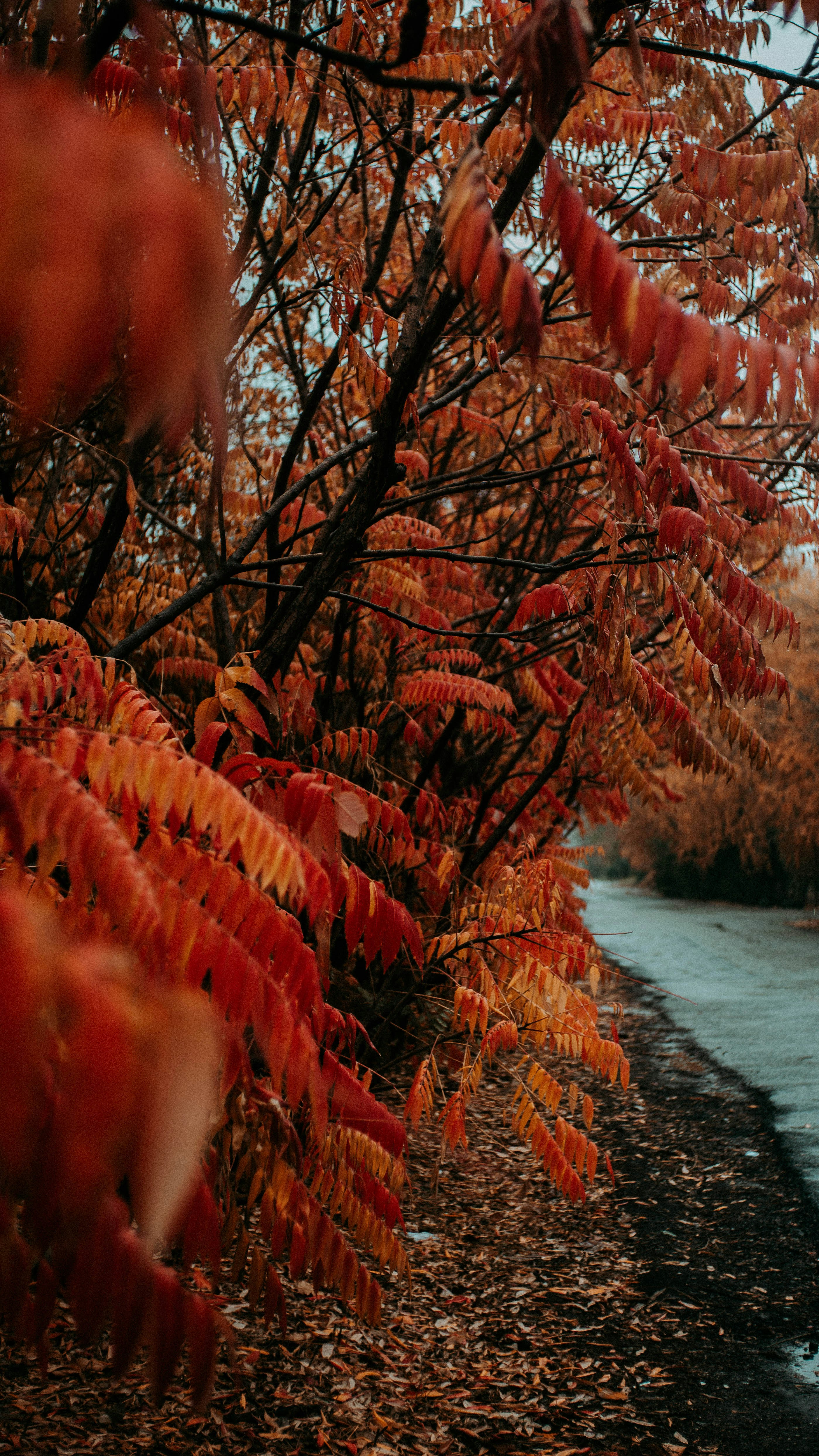 Autumn foliage lines a roadside, with vivid red and orange leaves creating a tunnel-like effect along a narrow path.