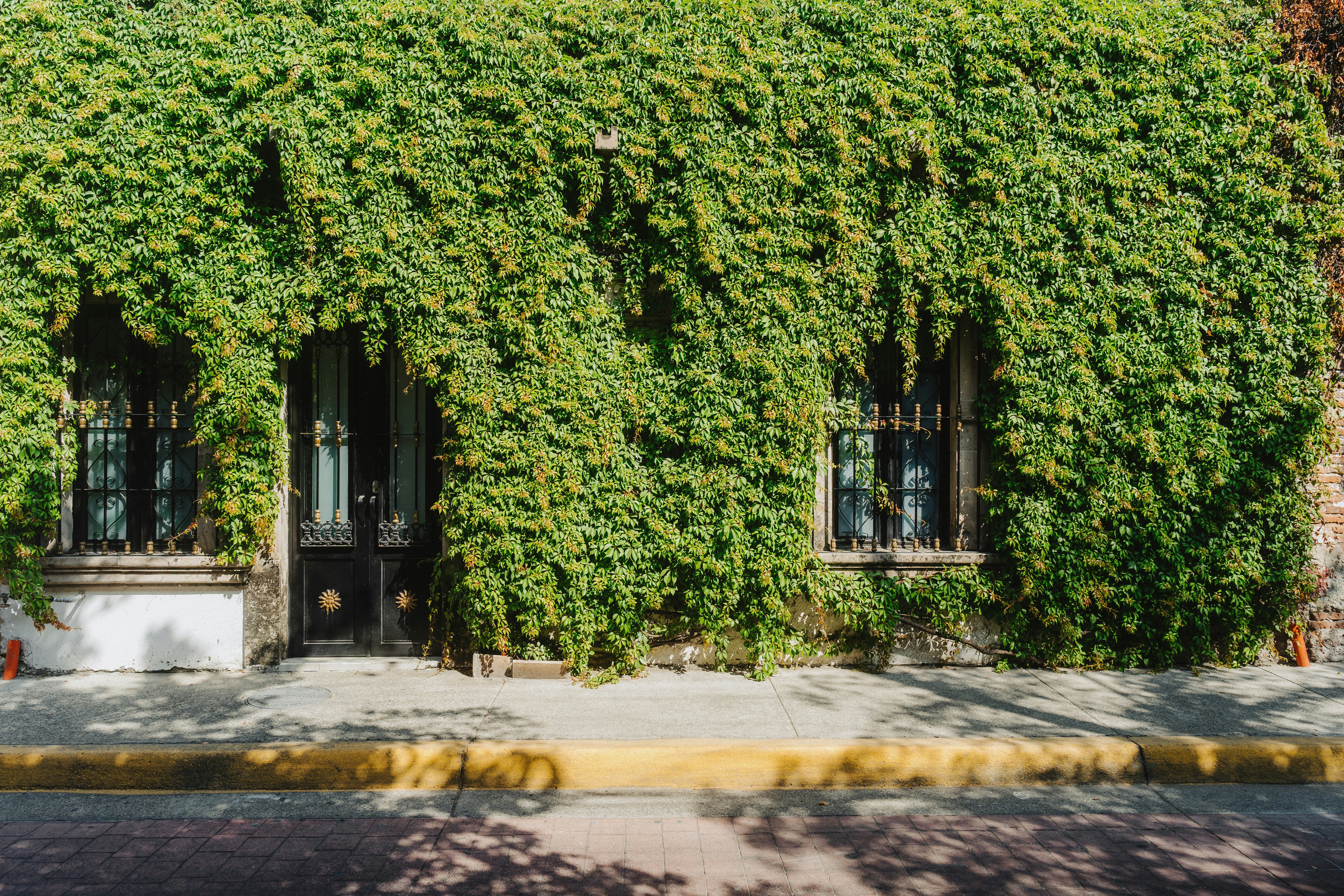 Ivy Veil over a Quiet Door: A City Facade in Green