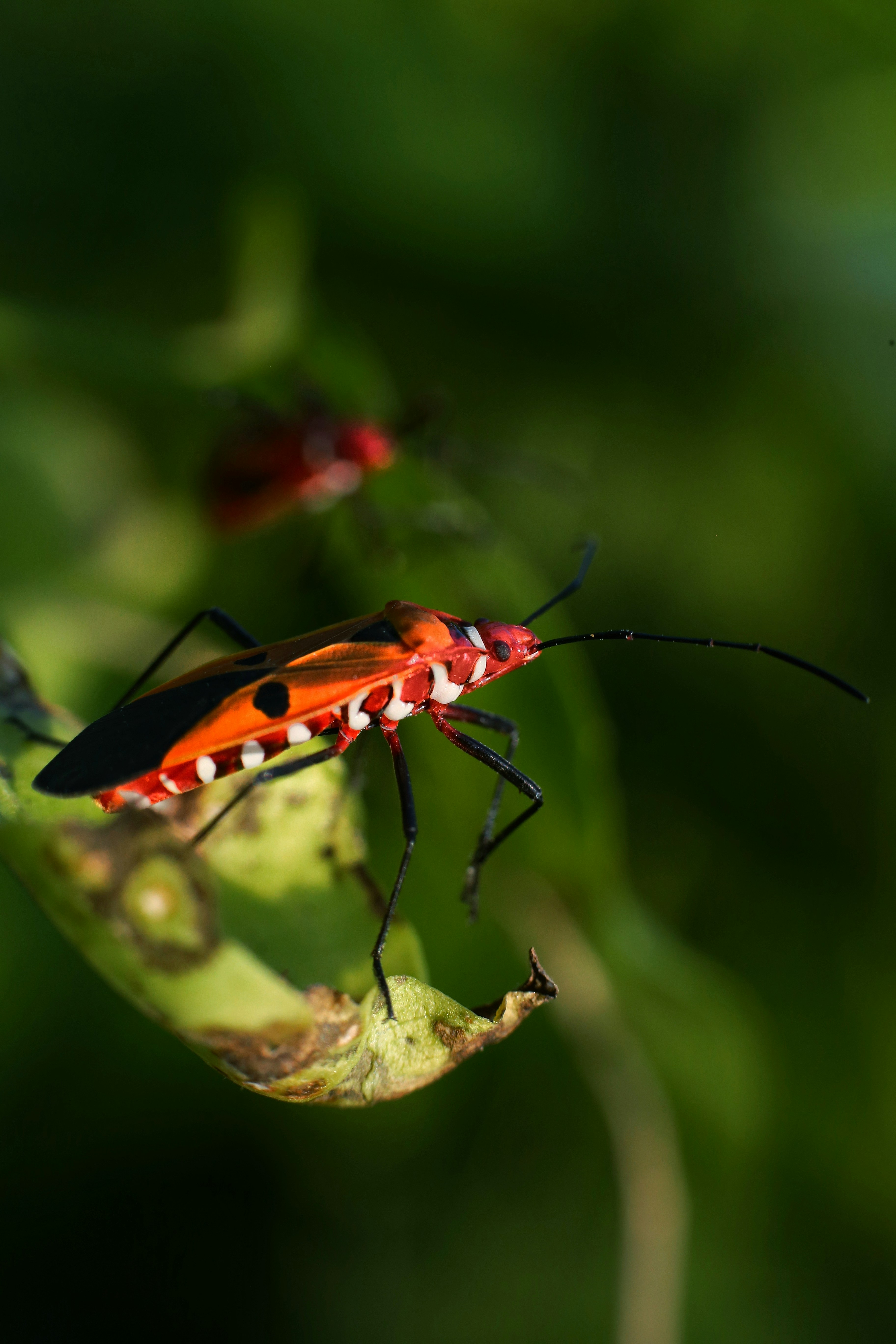 A close up of a bug on a plant photo – Free Wildlife Image on Unsplash