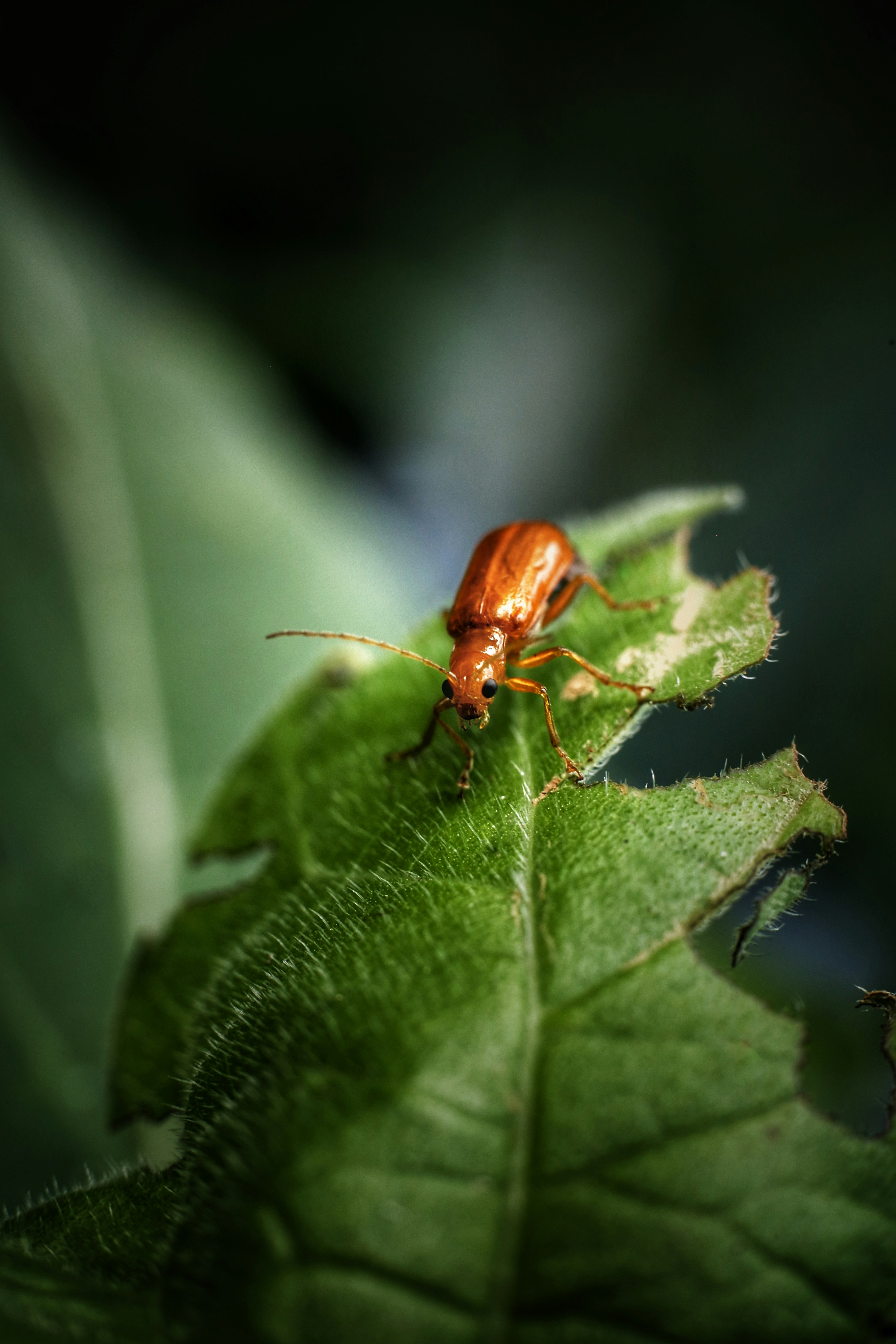 A bug sitting on top of a green leaf photo – Free Arthropoda Image on ...