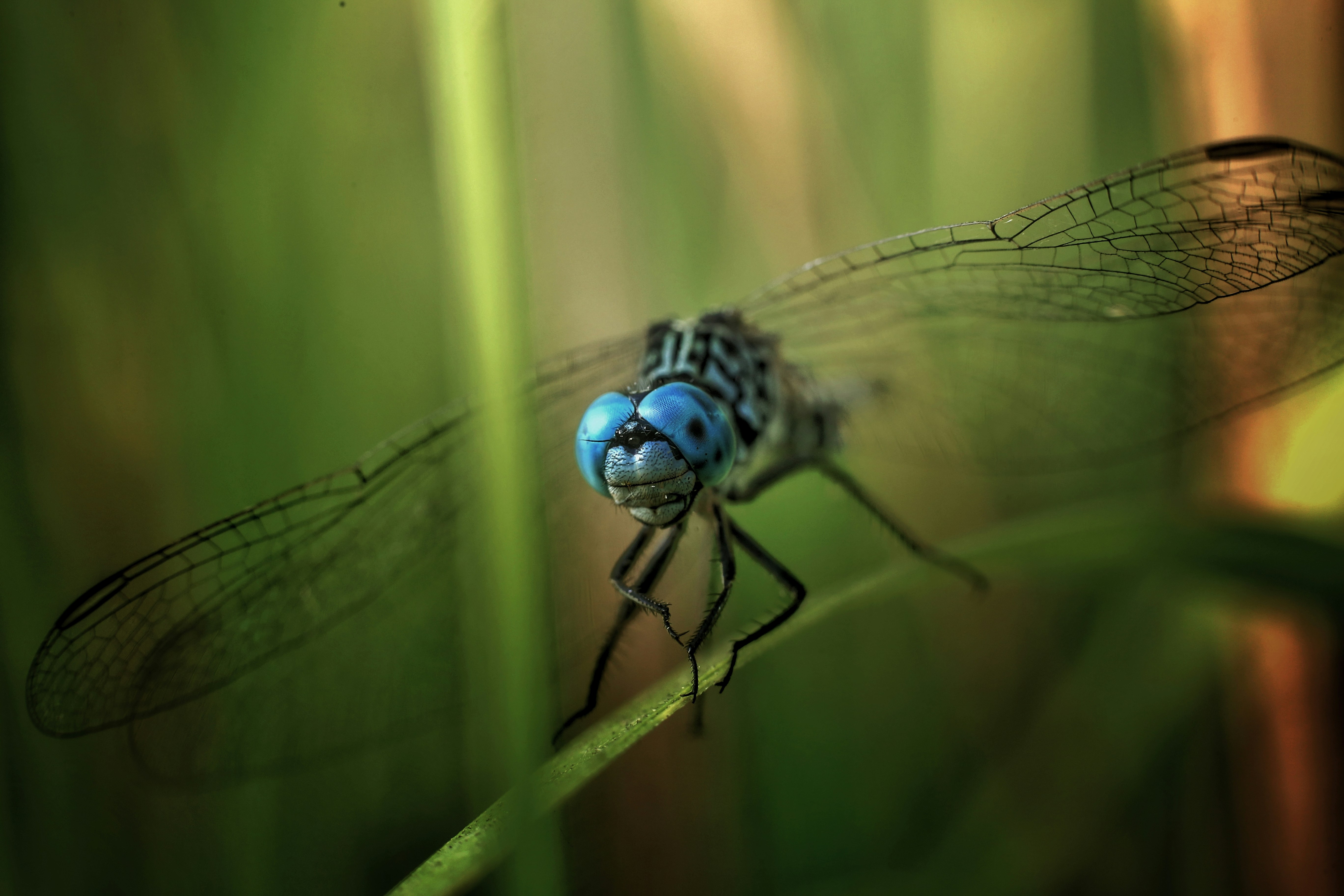 Azure Crown on a Quiet Reed: Macro Dragonfly Portrait