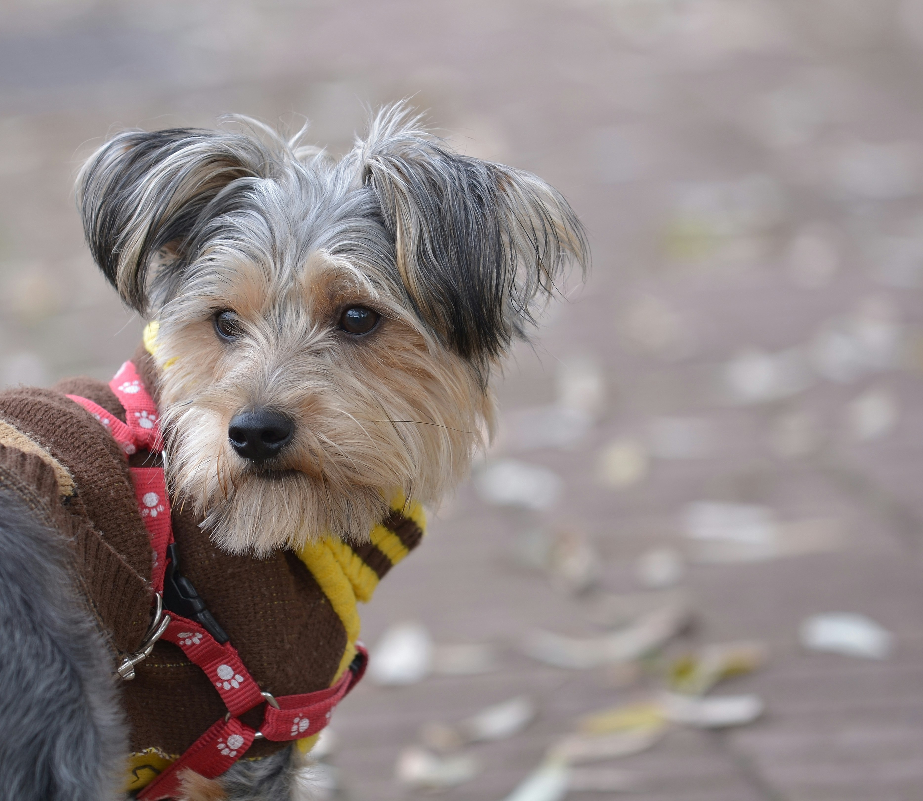 Curious Terrier in Fall Aura