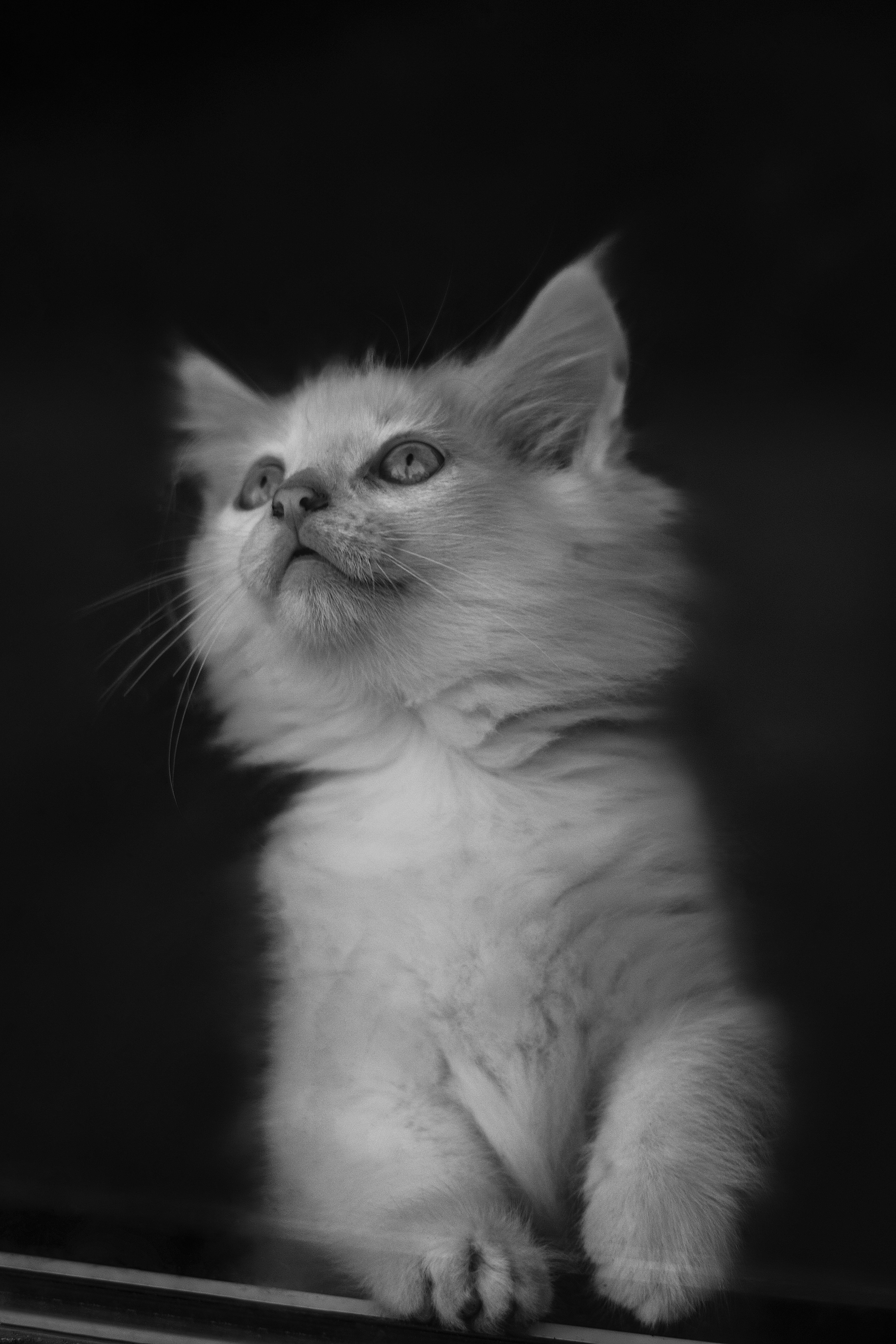 The white cat in the window