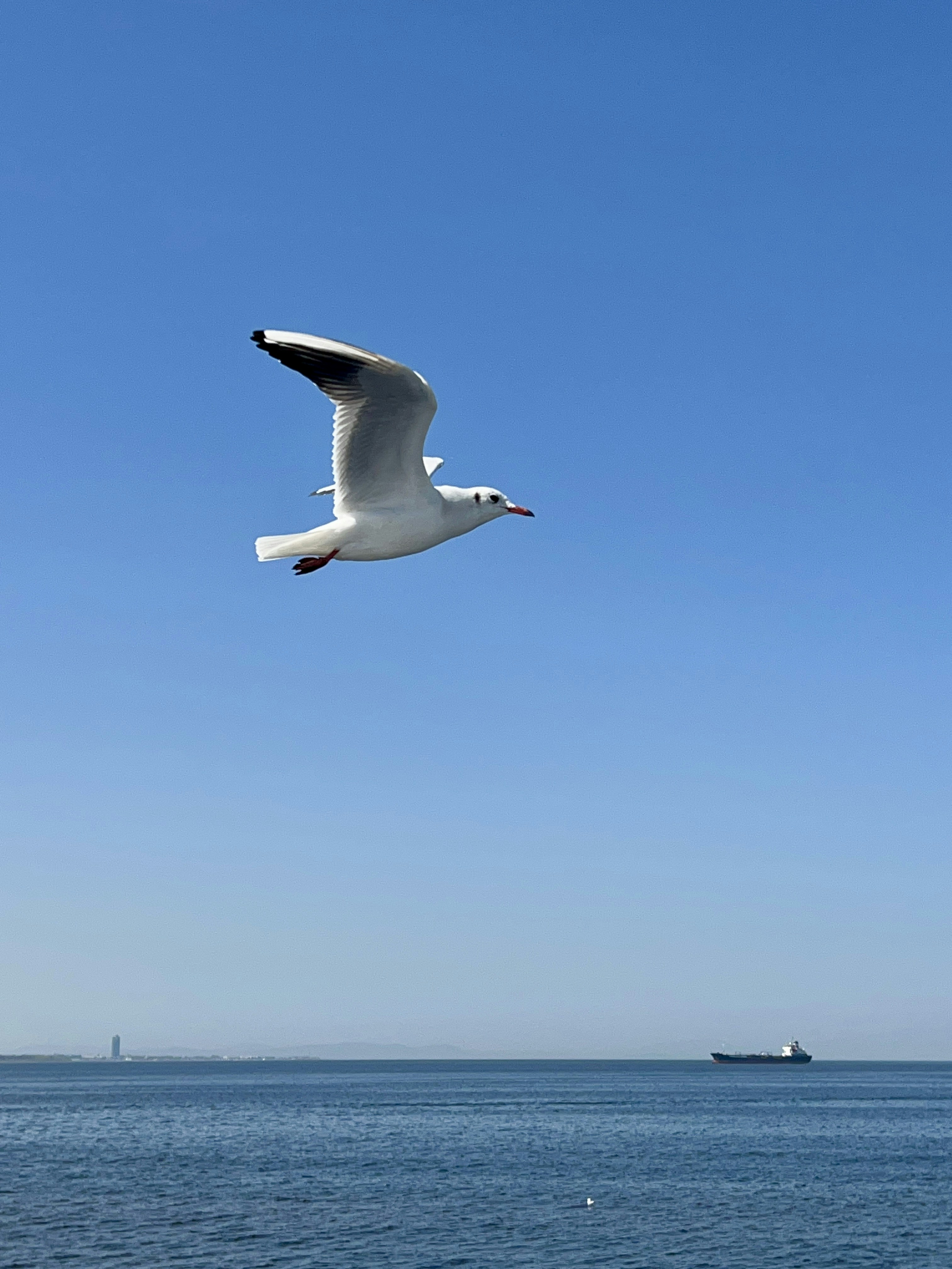 A seagull flying over a body of water photo – Free Travel Image on Unsplash