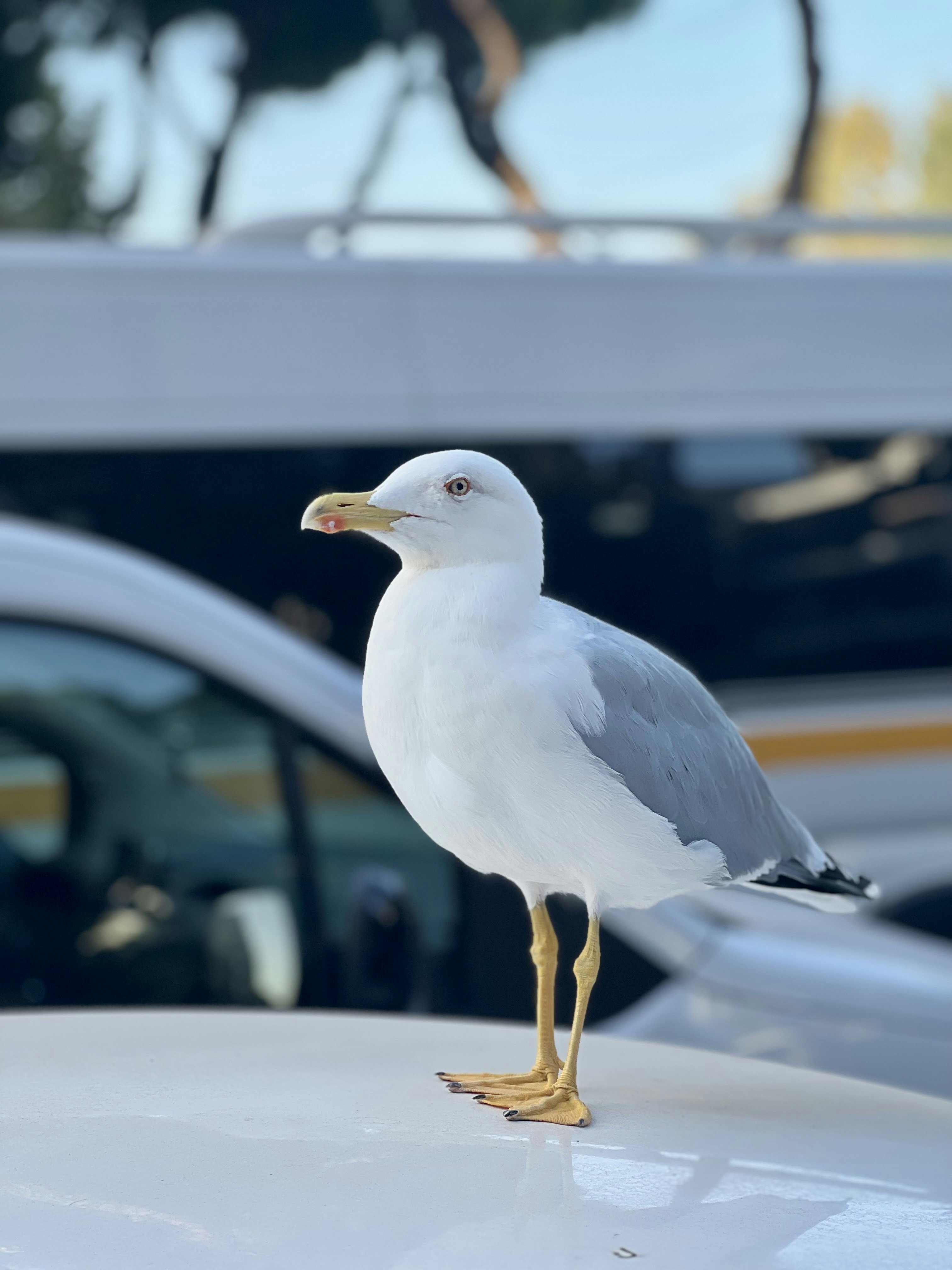 Seagull on a Sunlit Hood: Urban Quietness in Focus