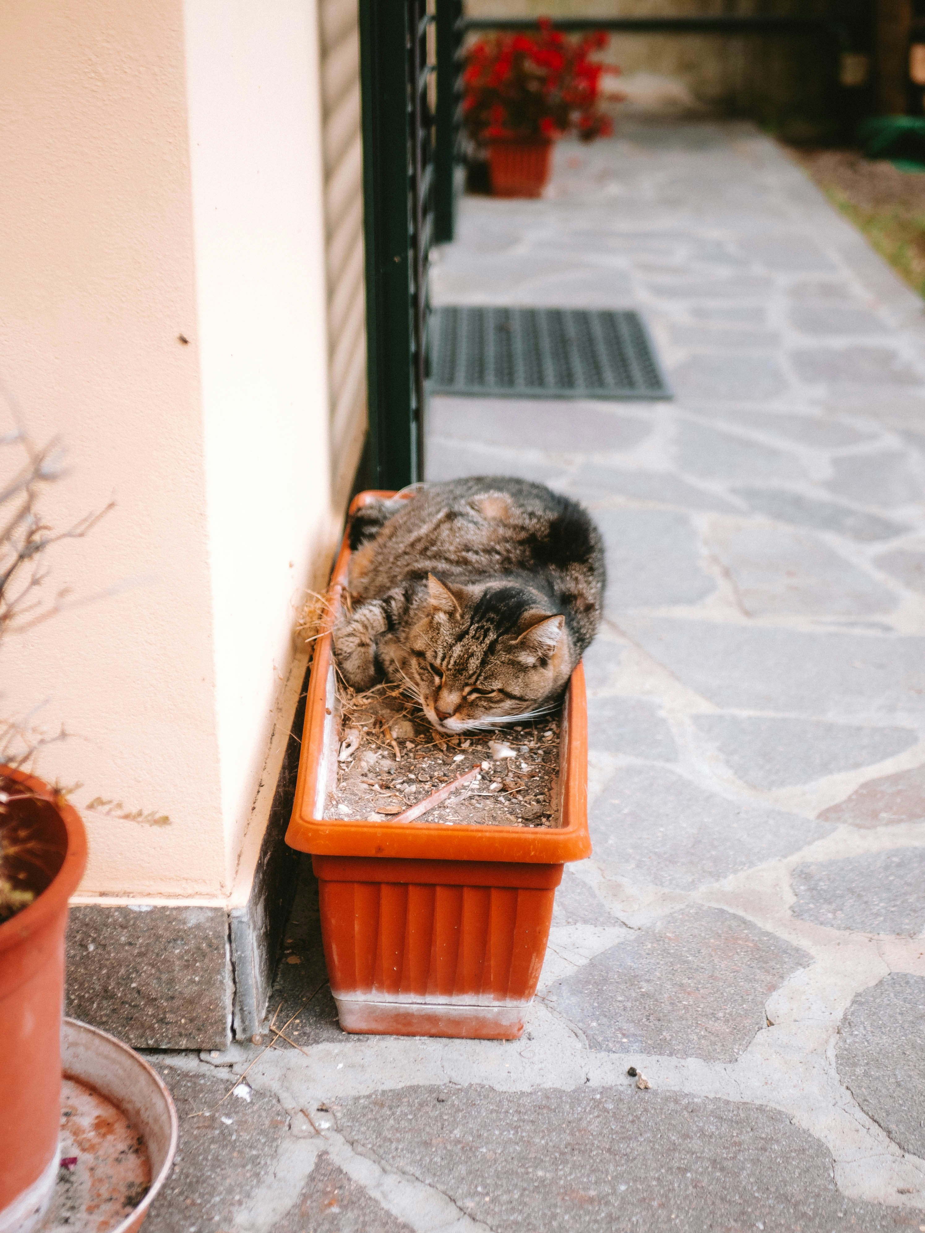 Sunlit Cat in an Orange Planter: a courtyard nap