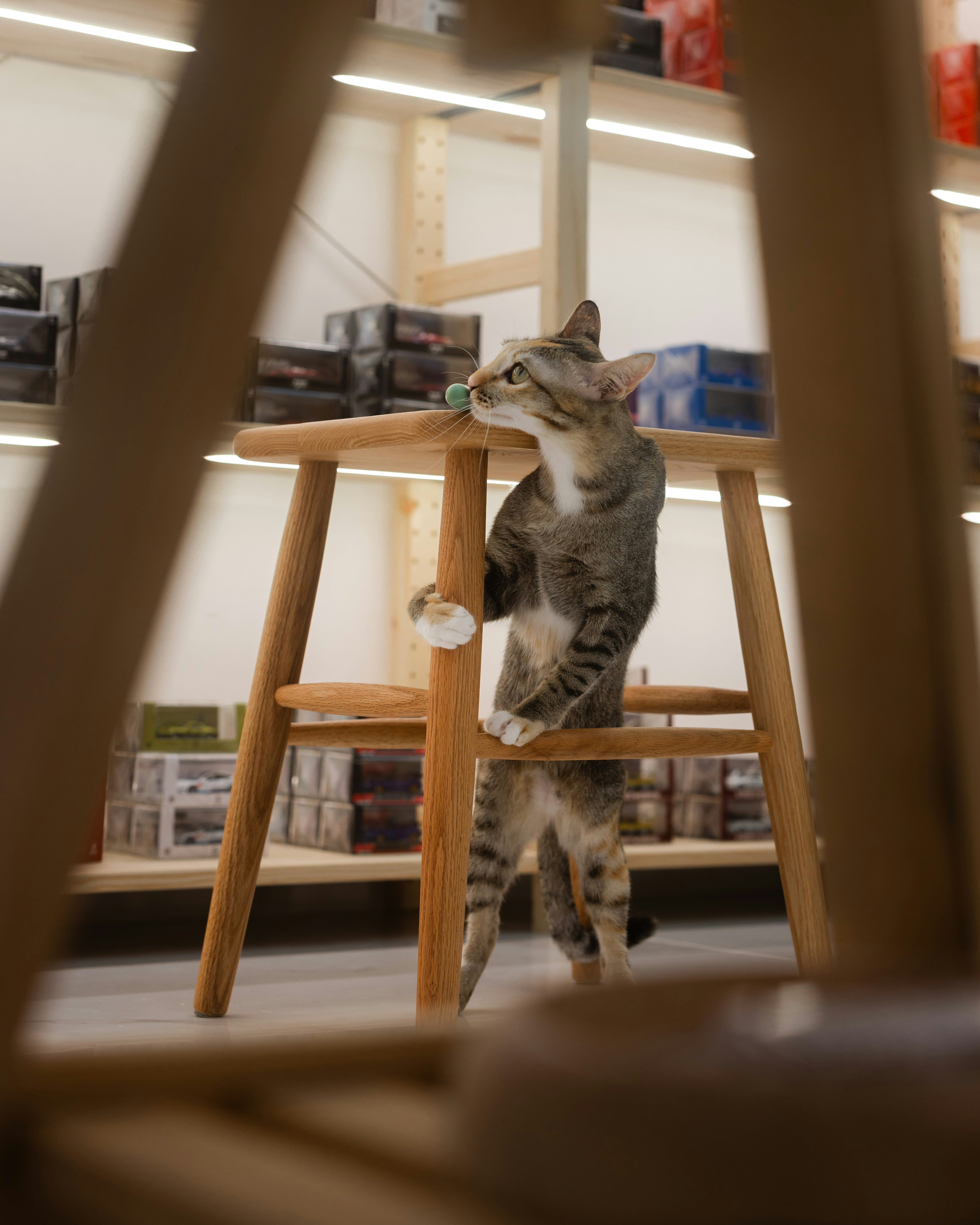 Curious Cat on a Wooden Stool in a Grocery Aisle Studio