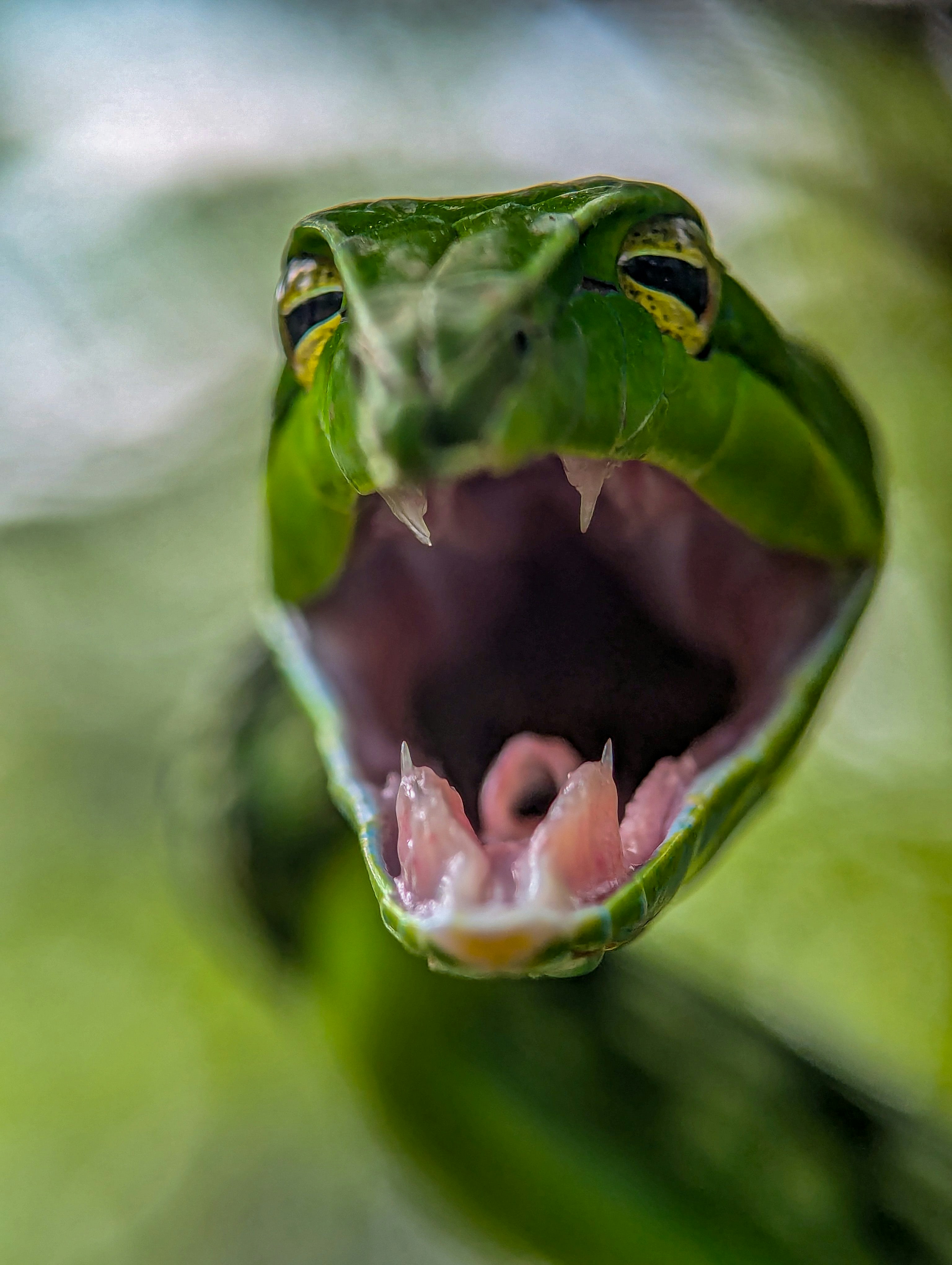 A close up of a green snake with its mouth open photo – Free Animal ...