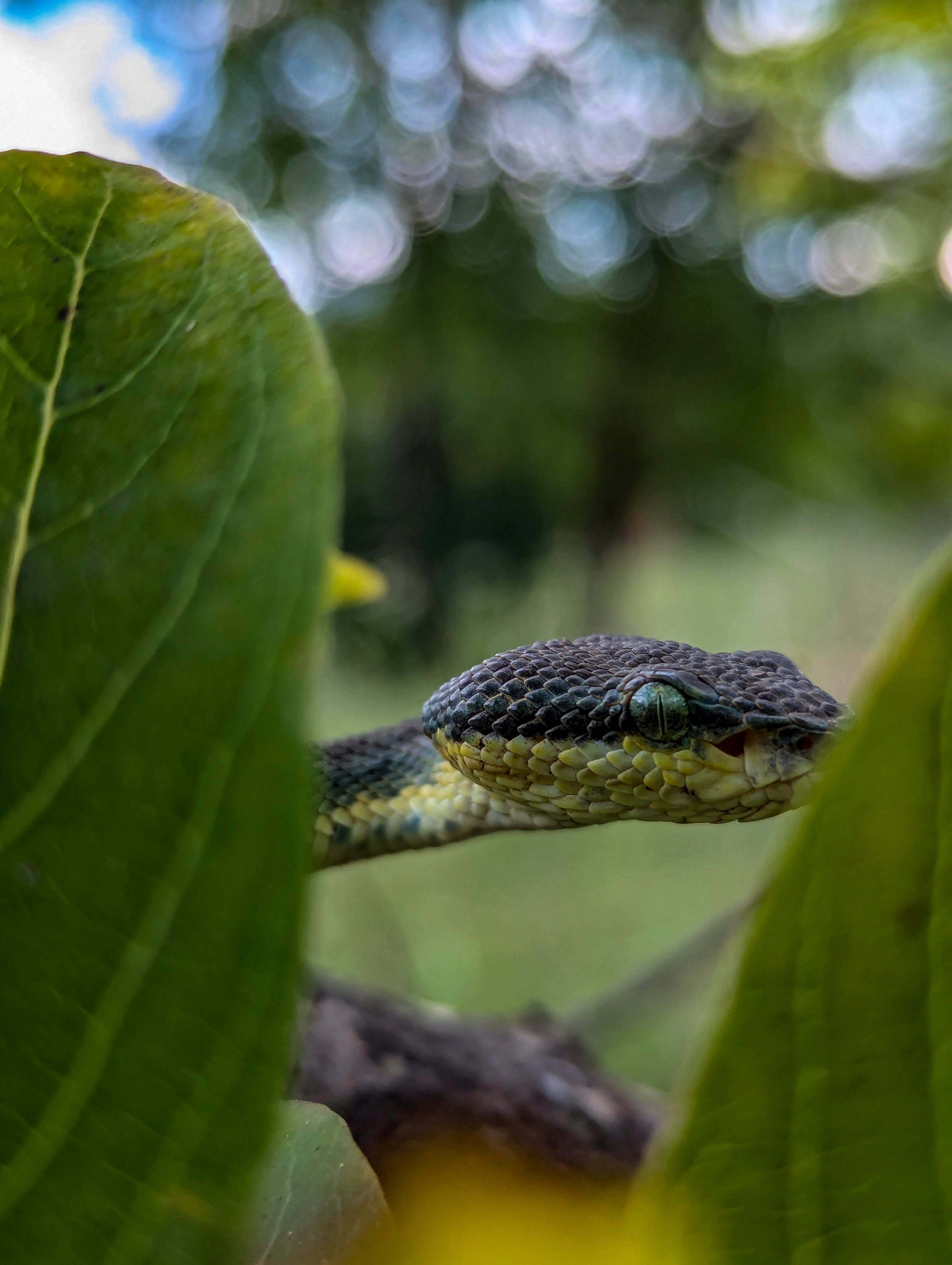 Veiled in Velvet: A Green Pit Viper Glances Through Leafy Curtains
