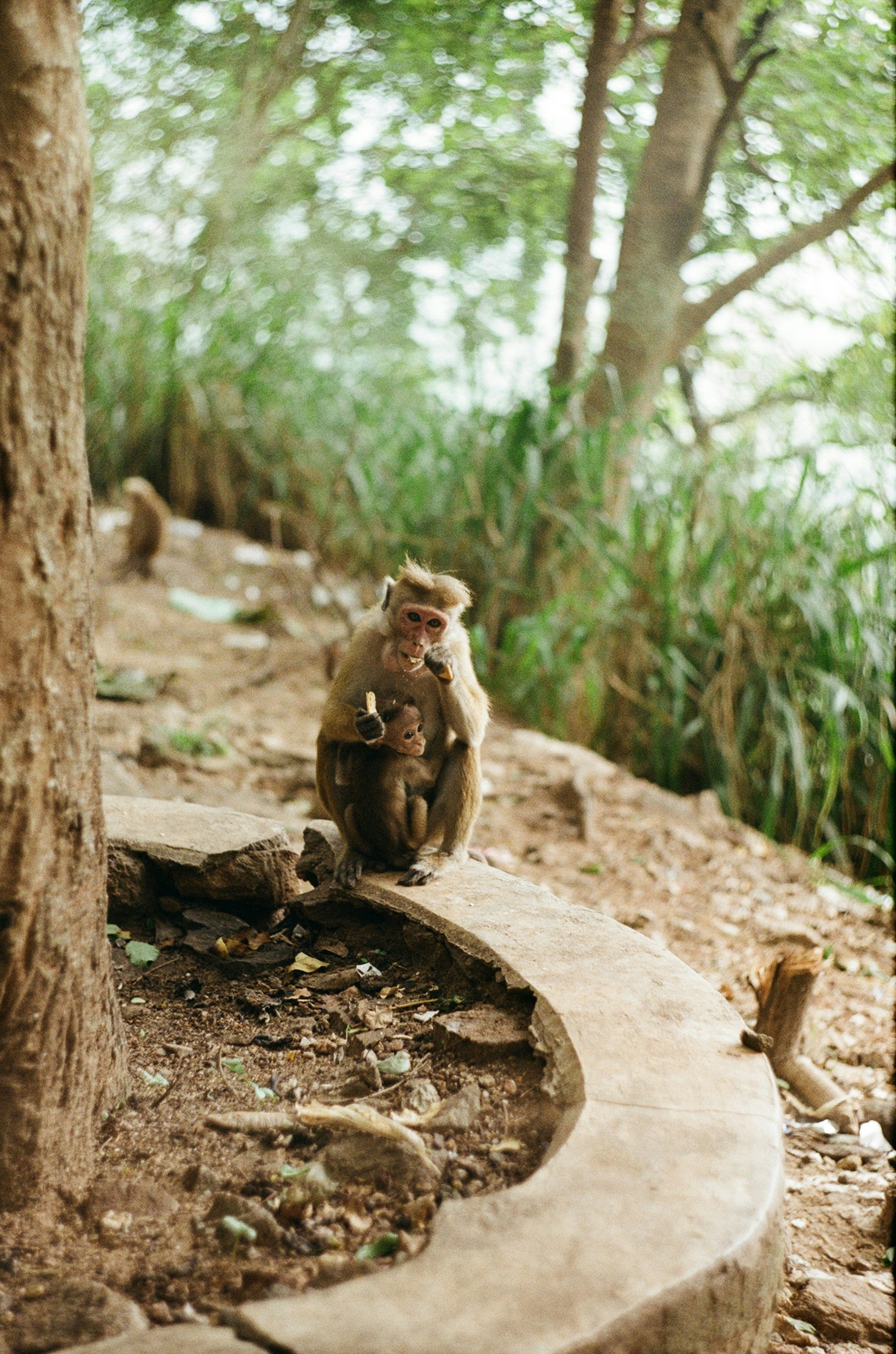 A monkey sitting on a tree stump in a forest photo – Free Monkey Image ...