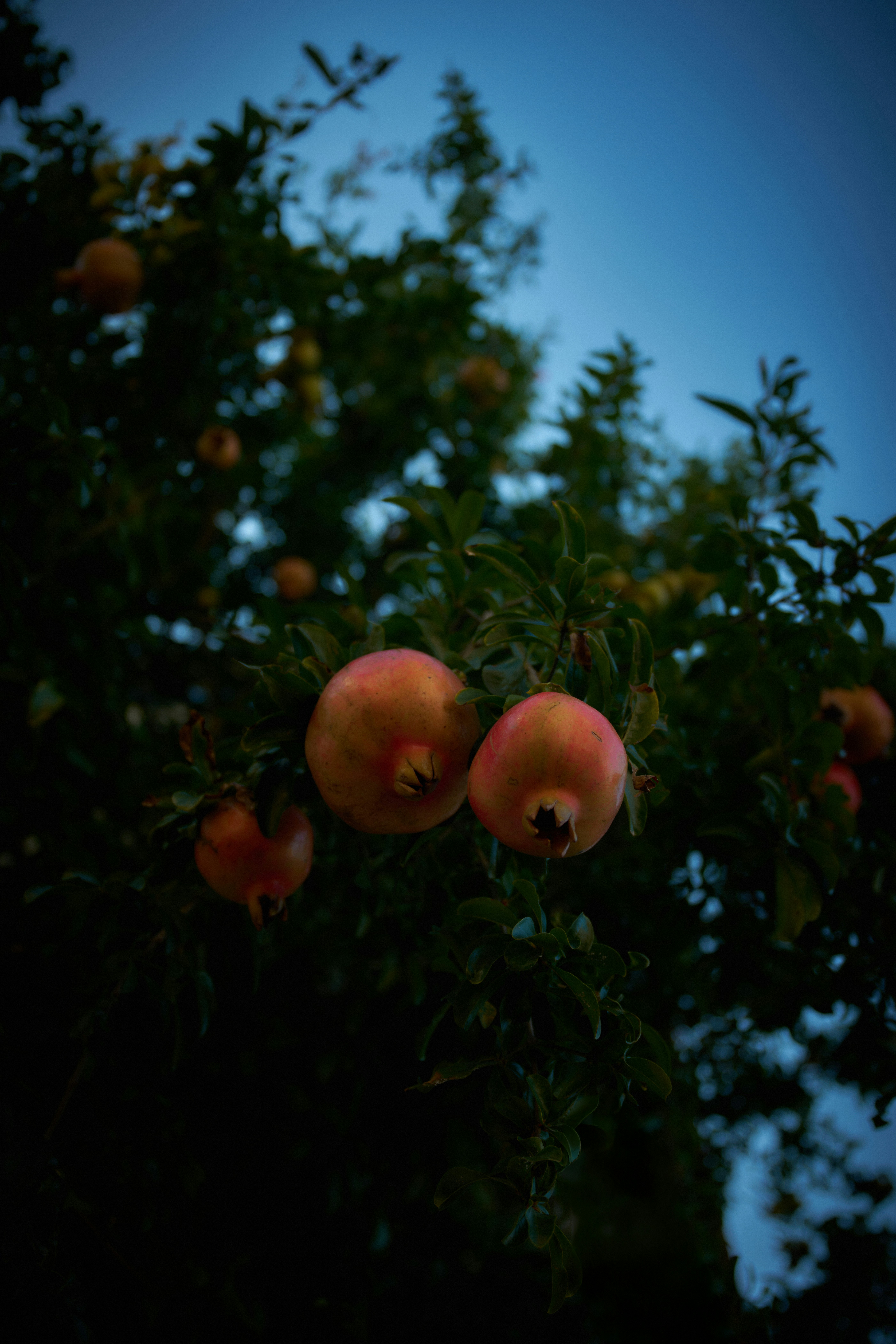 Twilight Orchard: Close-Up Pink Apples Amid Shadowed Foliage