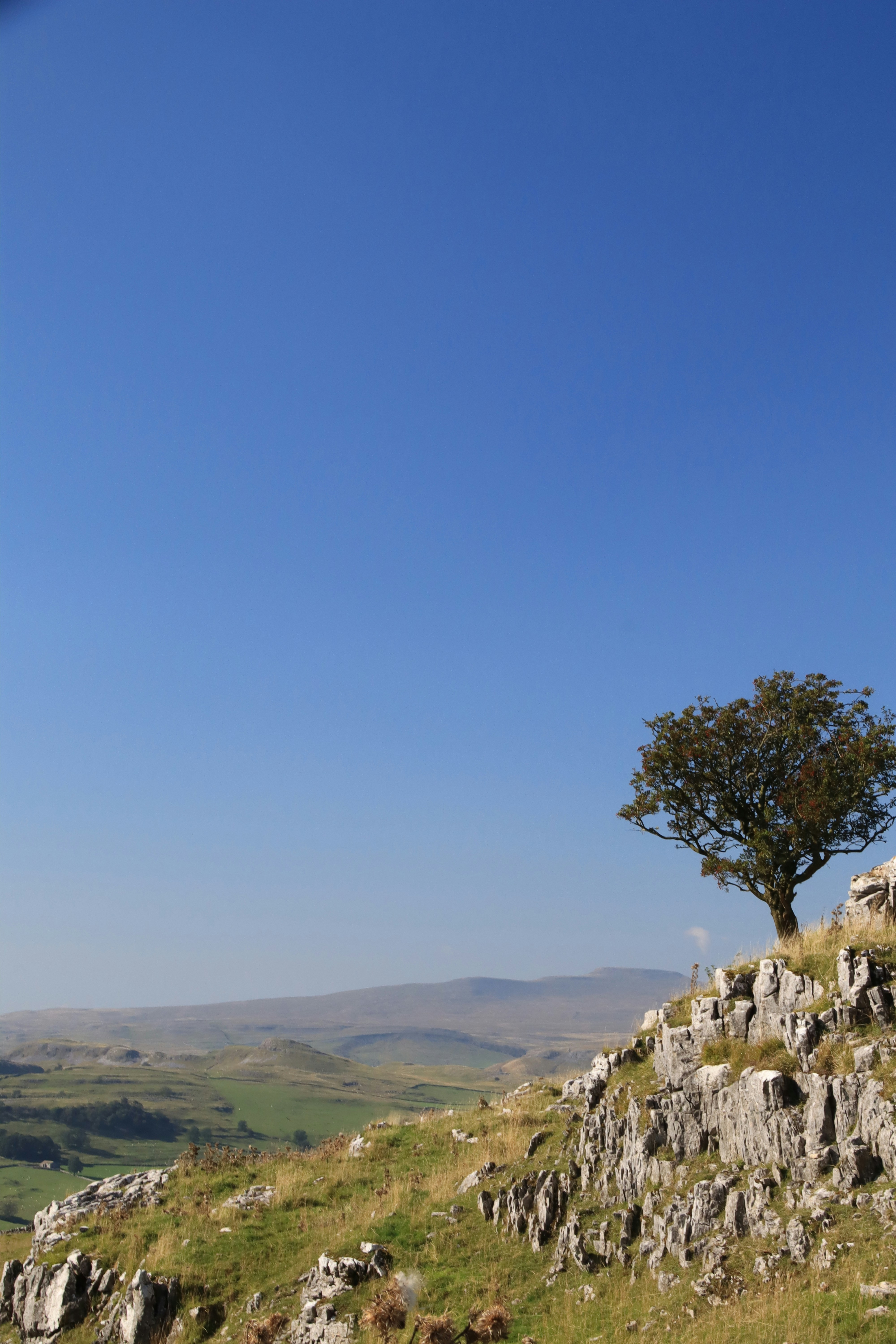 A solitary tree stands atop a rocky outcrop, overlooking rolling green hills under a clear blue sky.