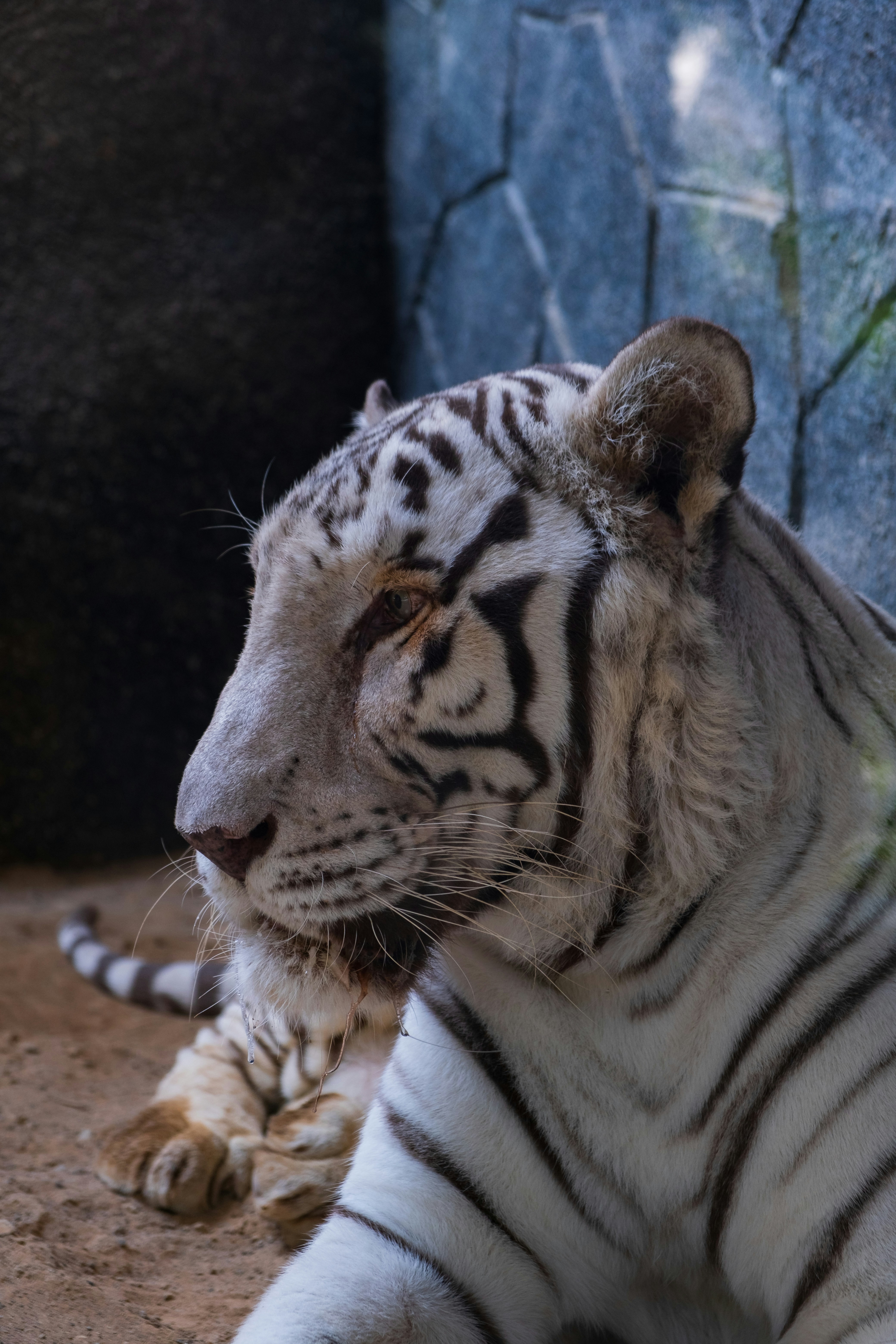 A white tiger laying down on the ground photo – Free Close up Image on ...