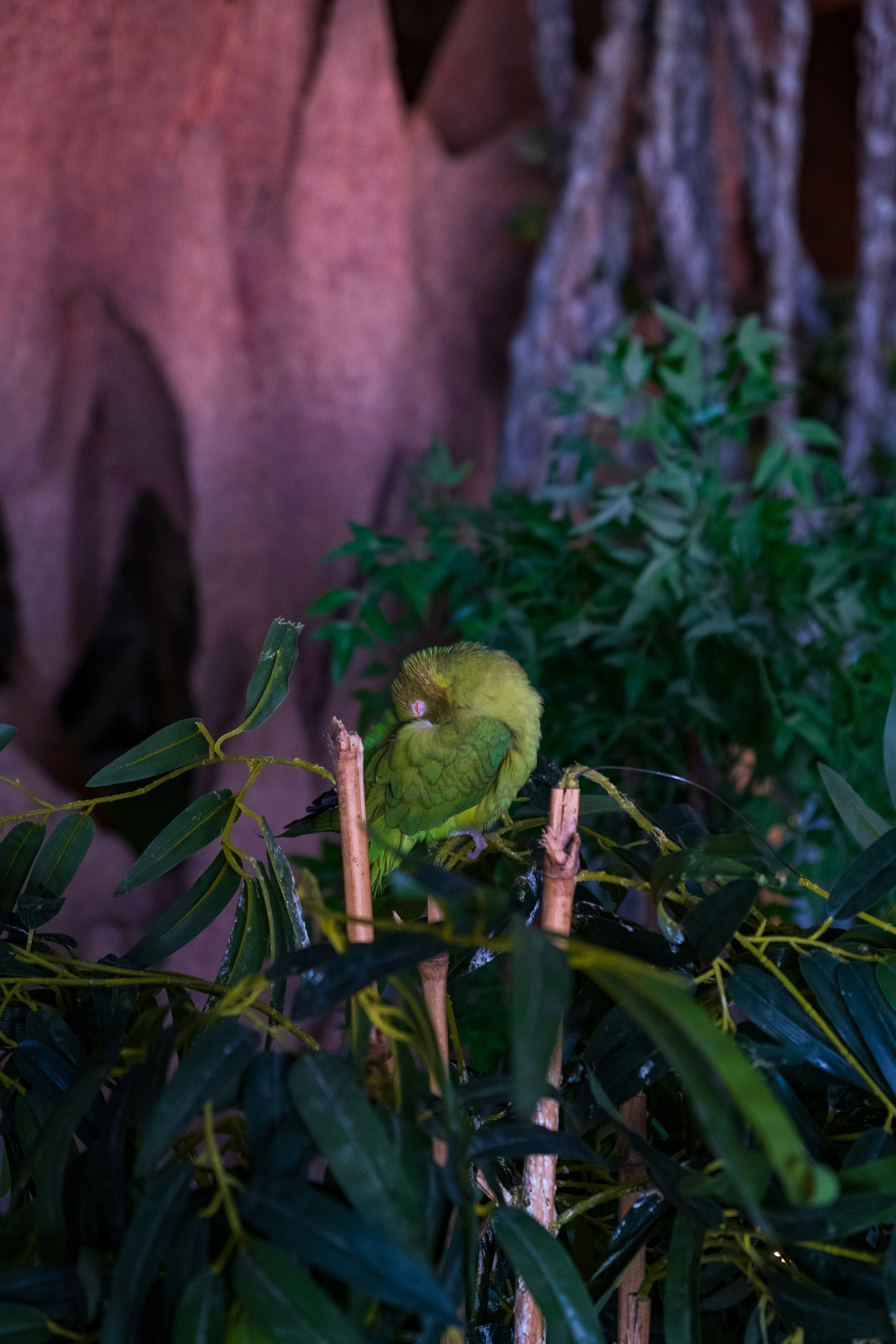 A small green bird sitting on a tree branch