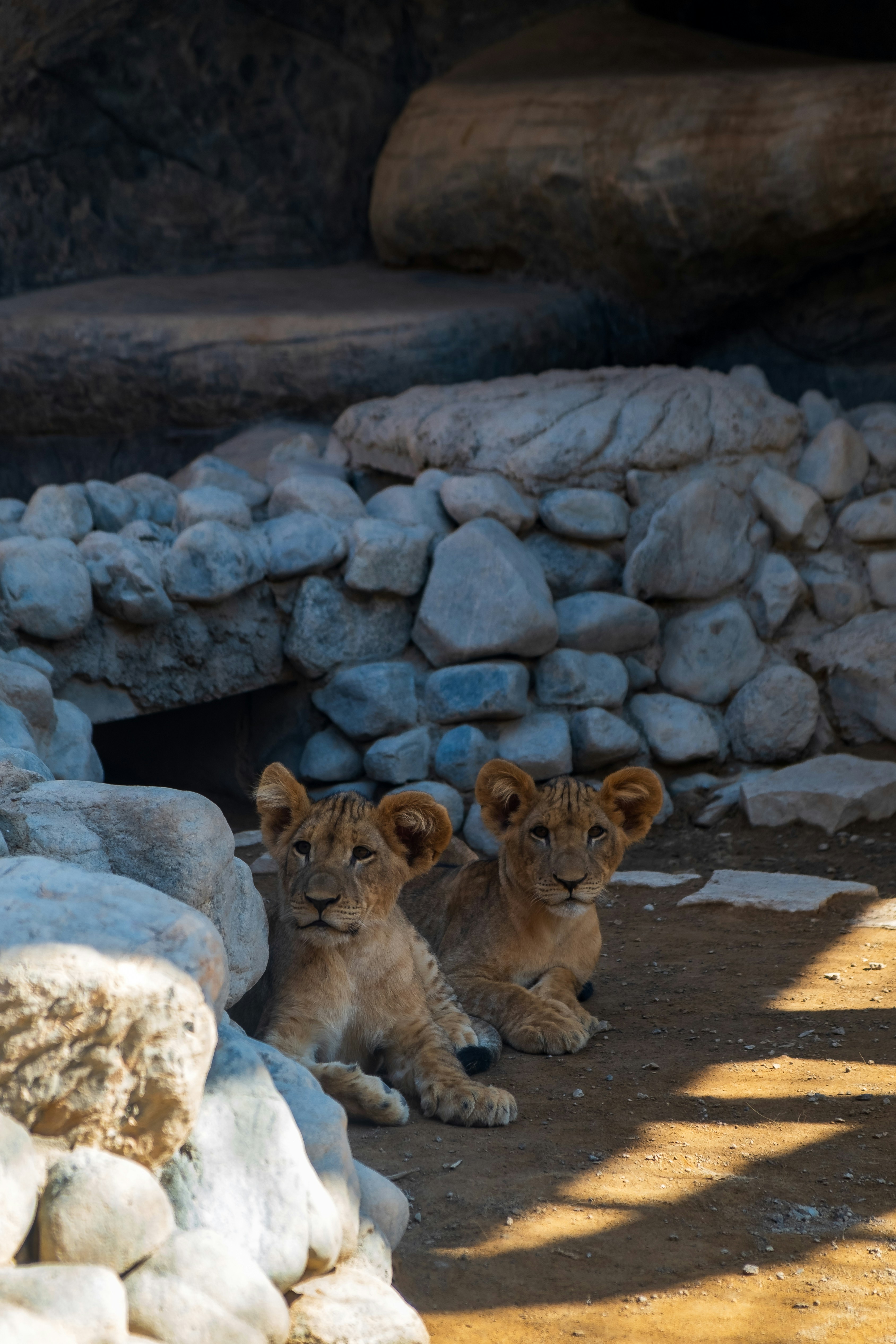 Two lion cubs lounging near a rocky enclosure, showcasing their playful demeanor in a natural habitat setting.
