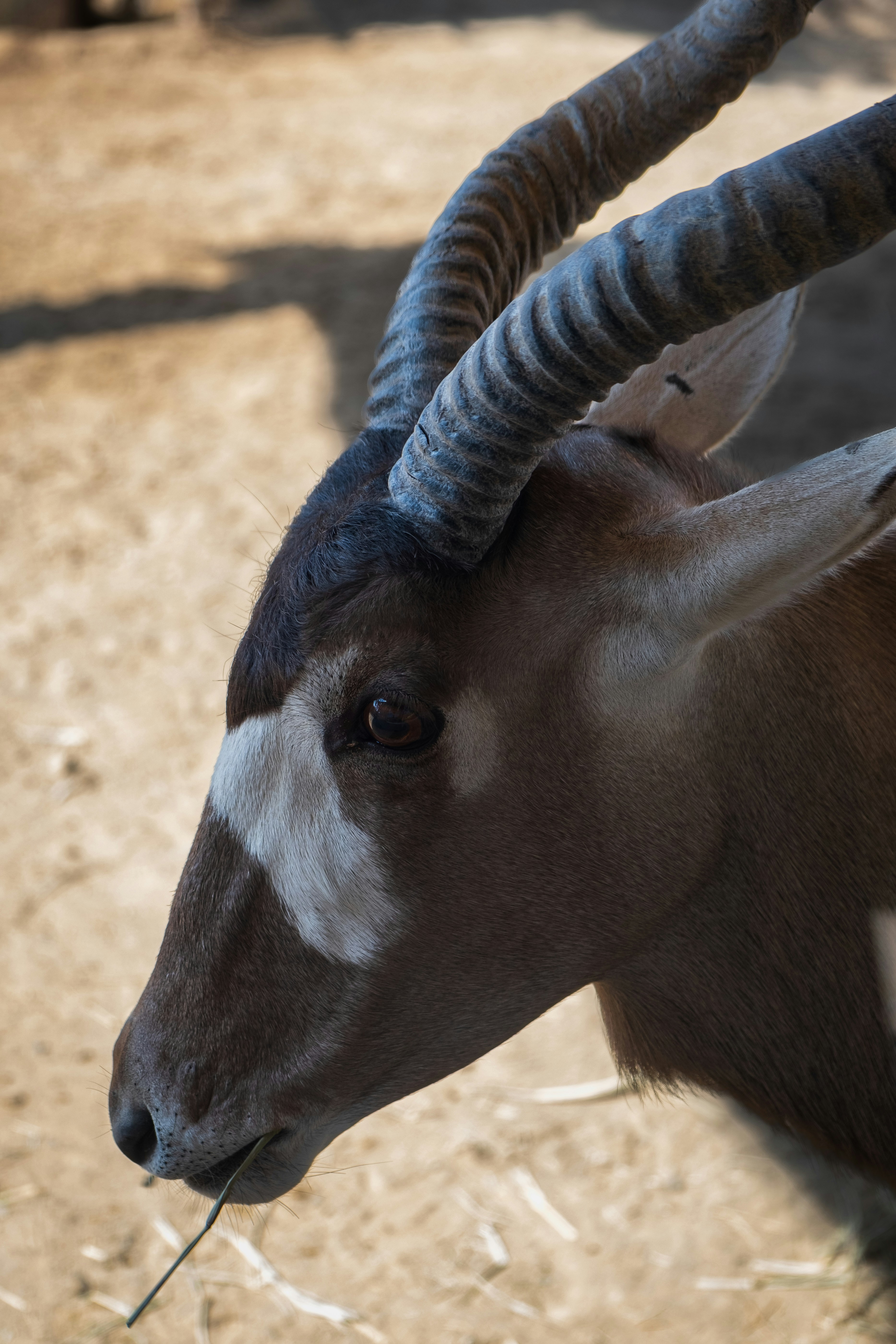 Curved Horns, Quiet Gaze: Portrait of a Horned Antelope in Desert Light