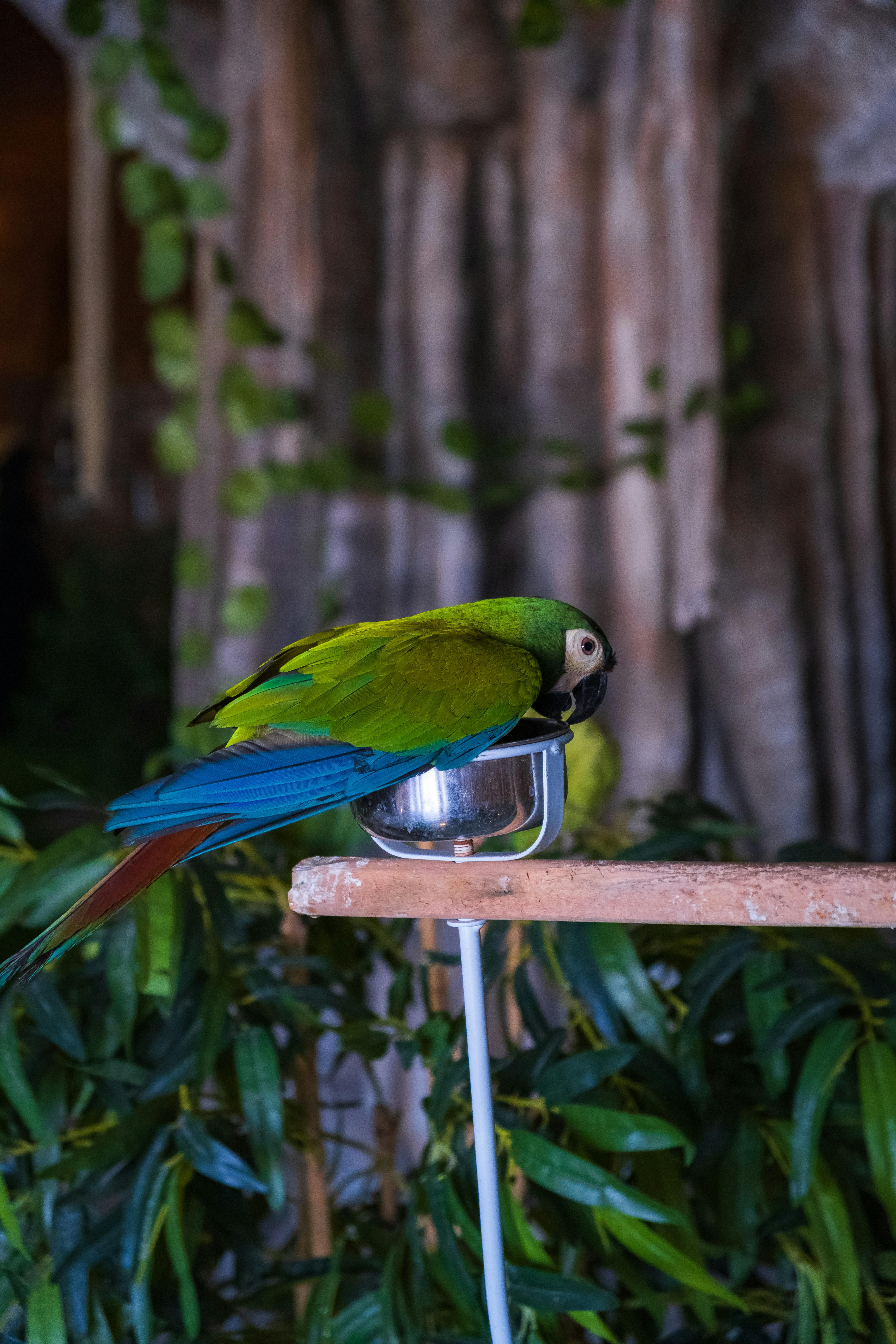 Emerald Canopy on a Metal Perch: Parrot at the Garden Feeder