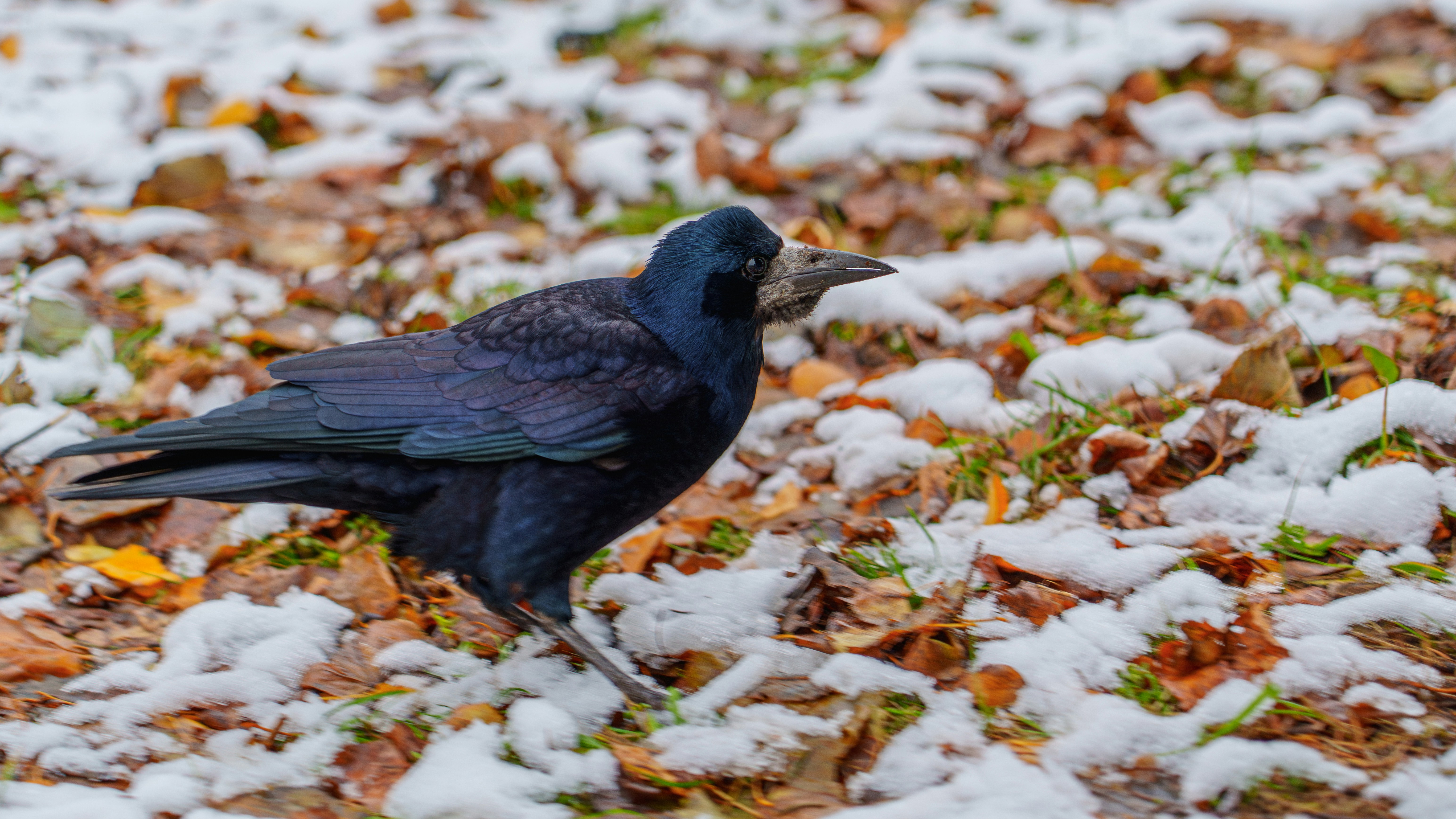 Midwinter Sentinel: Crow Among Snow-Dusted Leaves