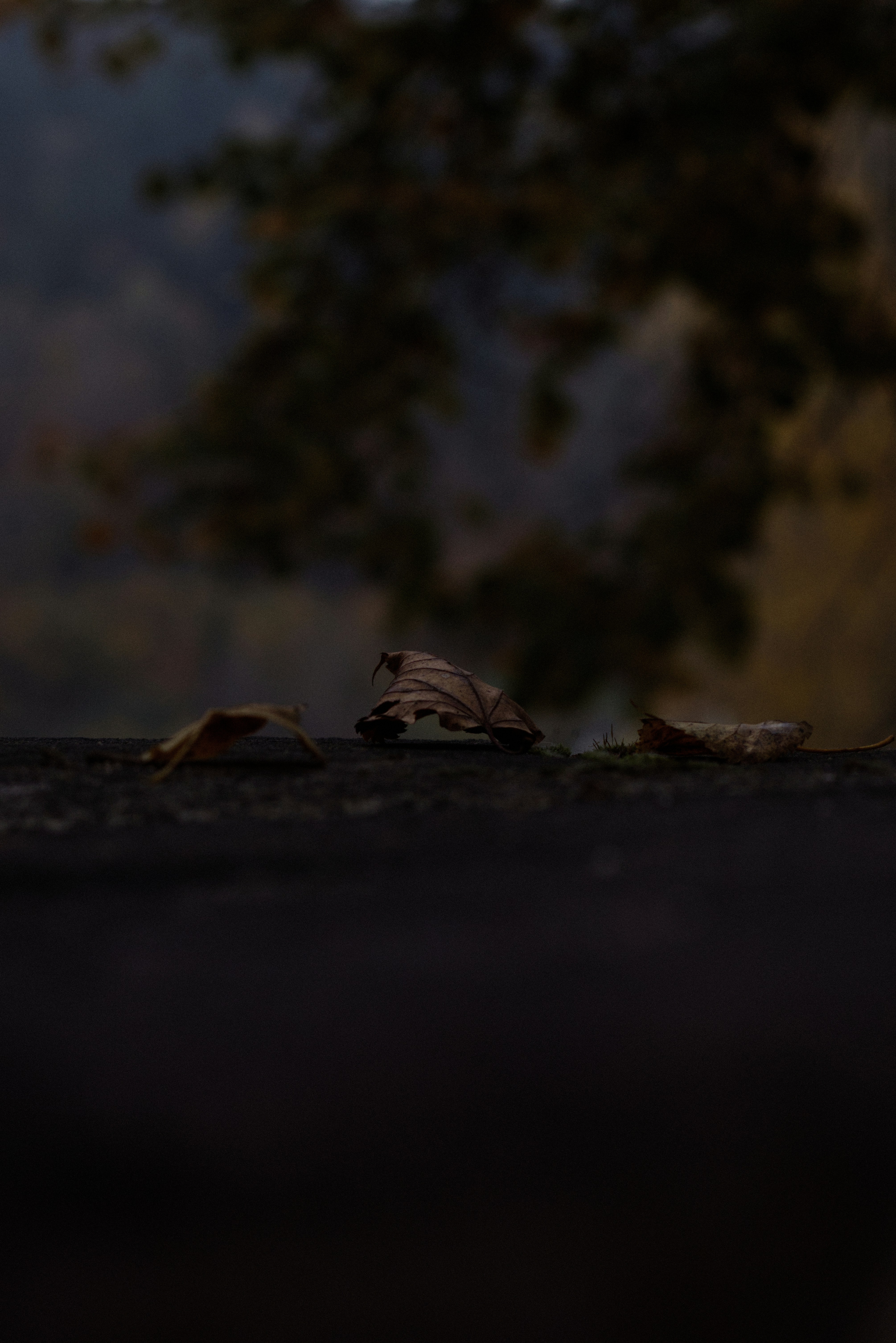 Fallen Leaf on a Quiet Path at Dusk