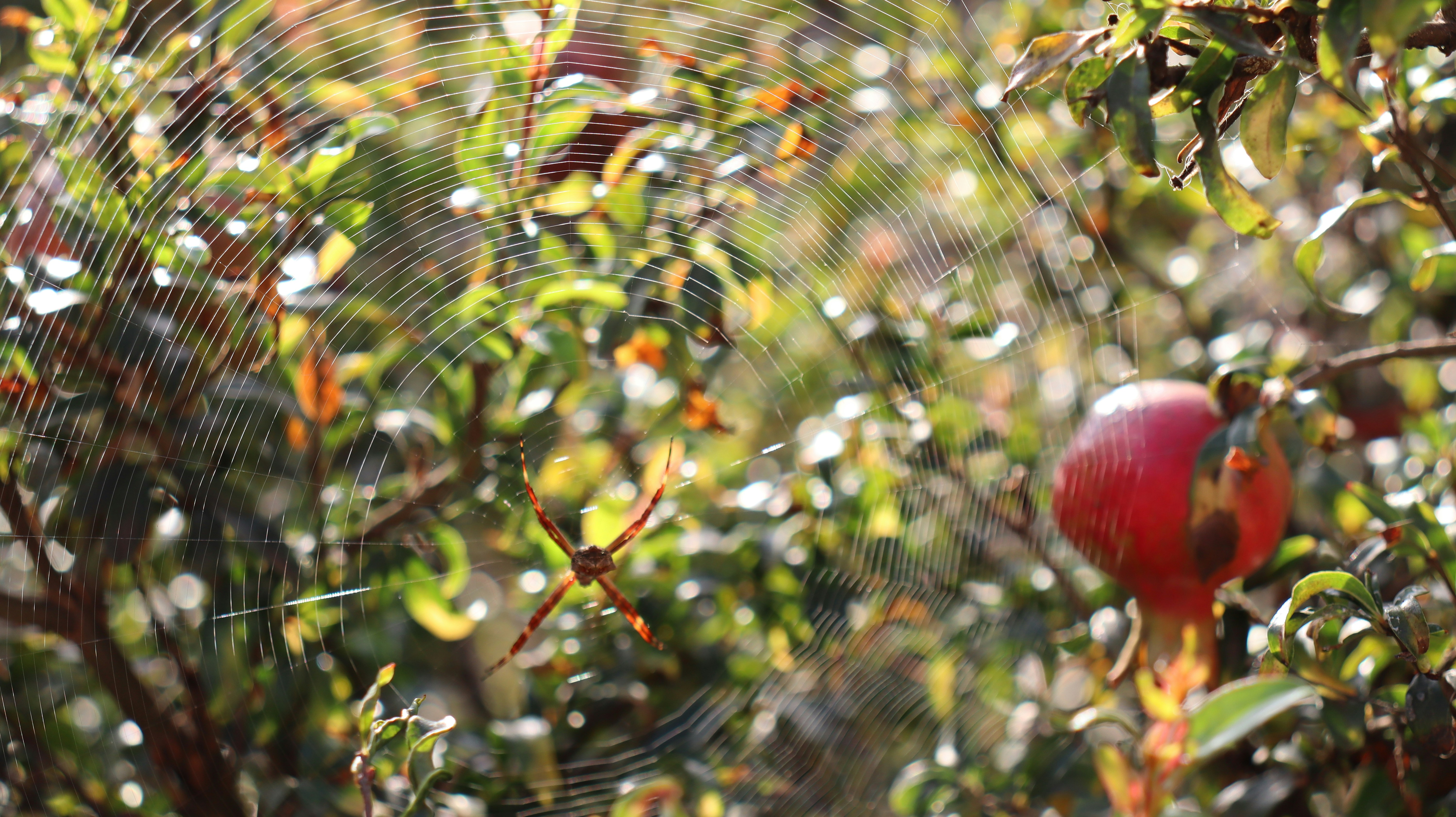 A close up of a tree with a spider web on it