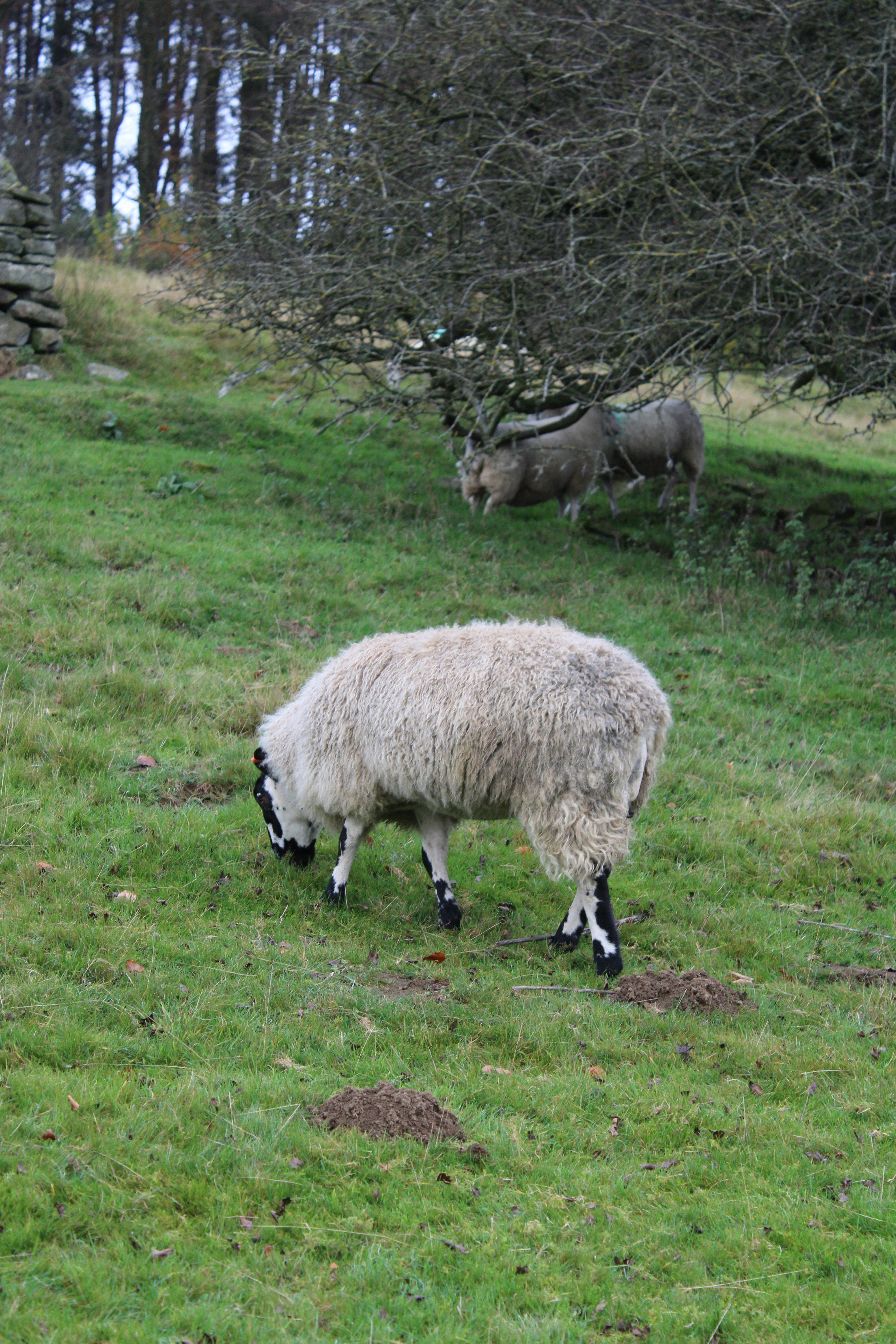 Pasture Pause: A White Ewe Grazing Under Bare-Branch Trees