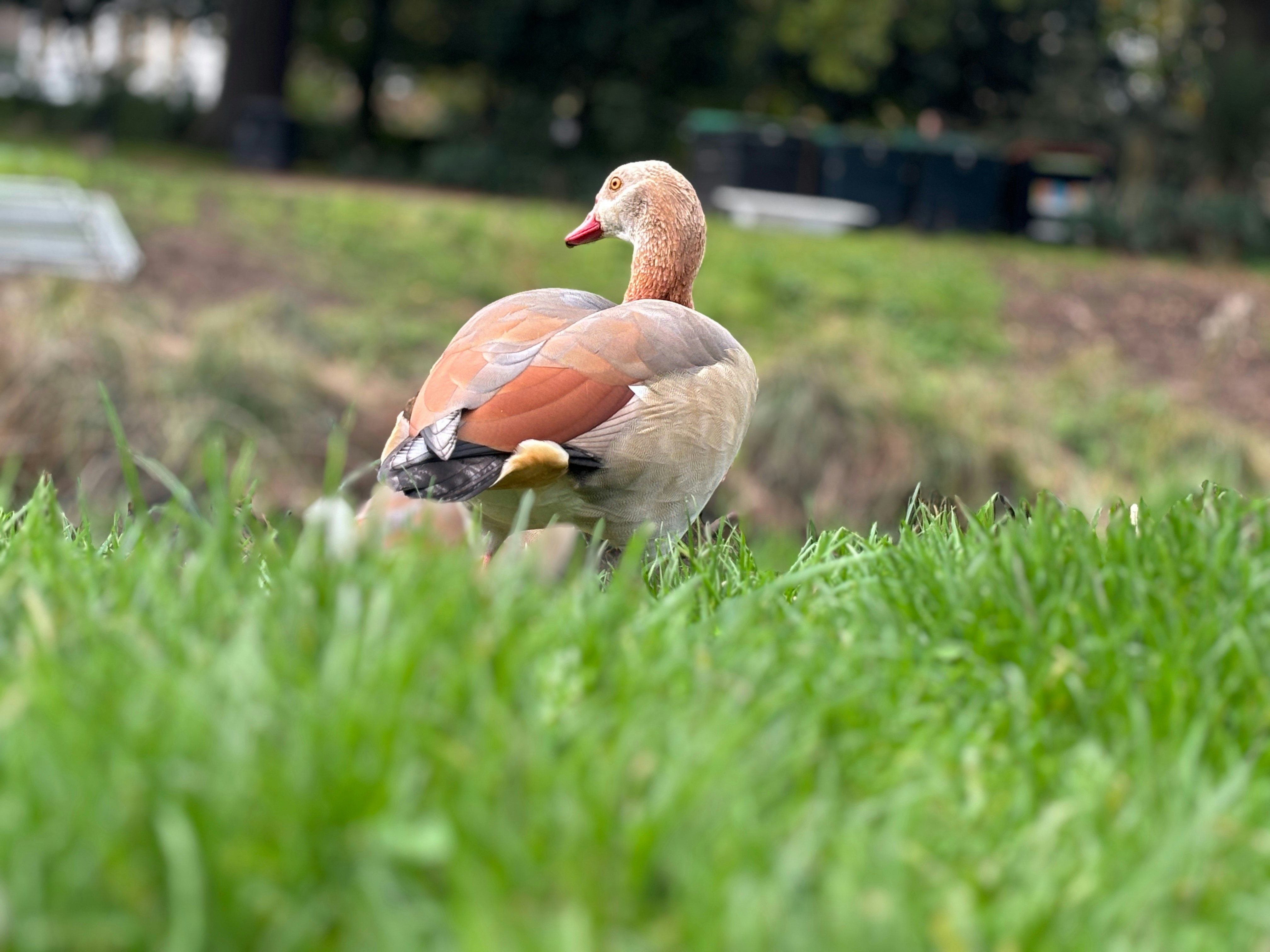 Amber-Feathered Duck in a Quiet Park Meadow