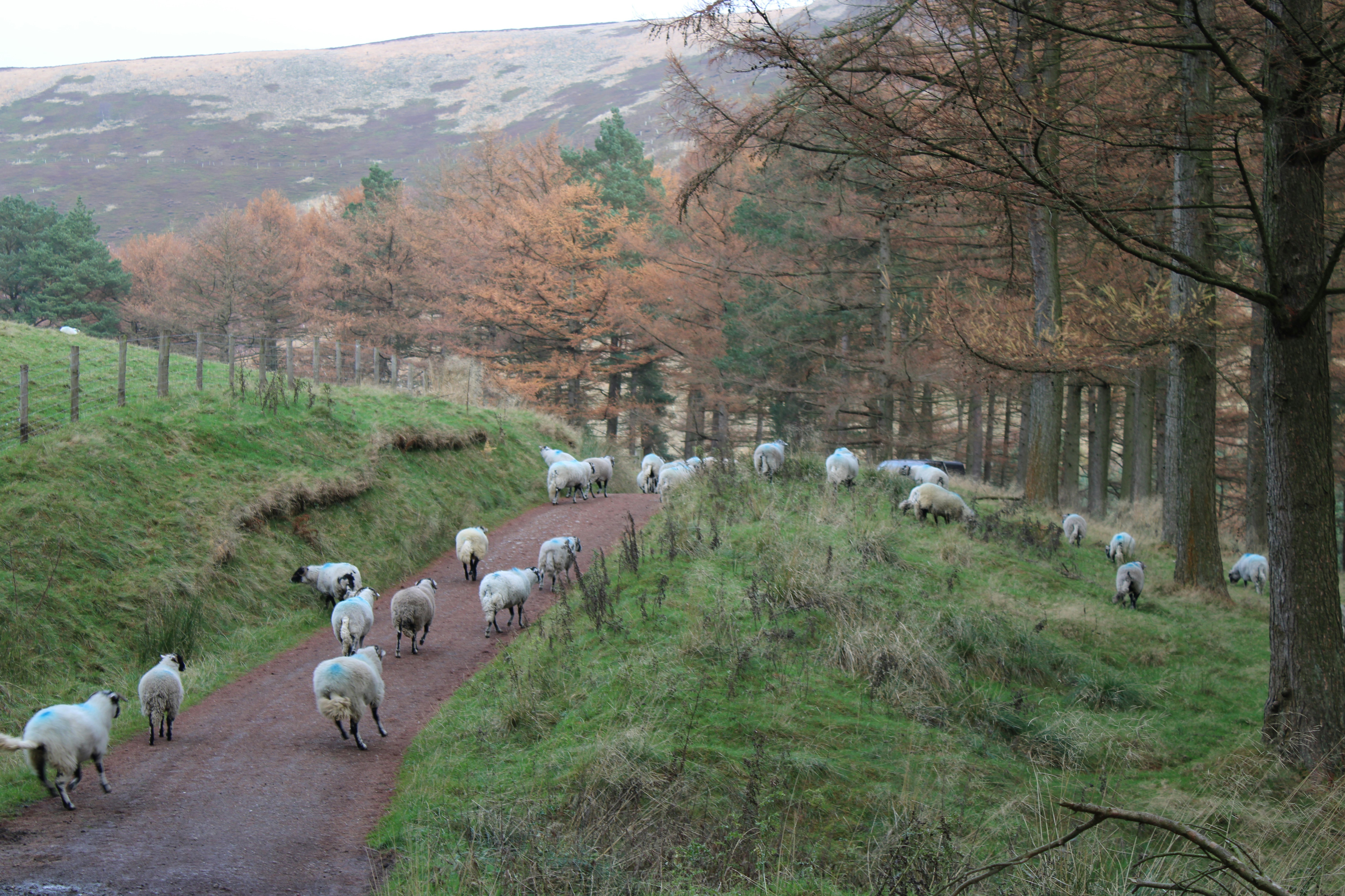 A herd of sheep walking down a dirt road photo – Free Field Image on ...
