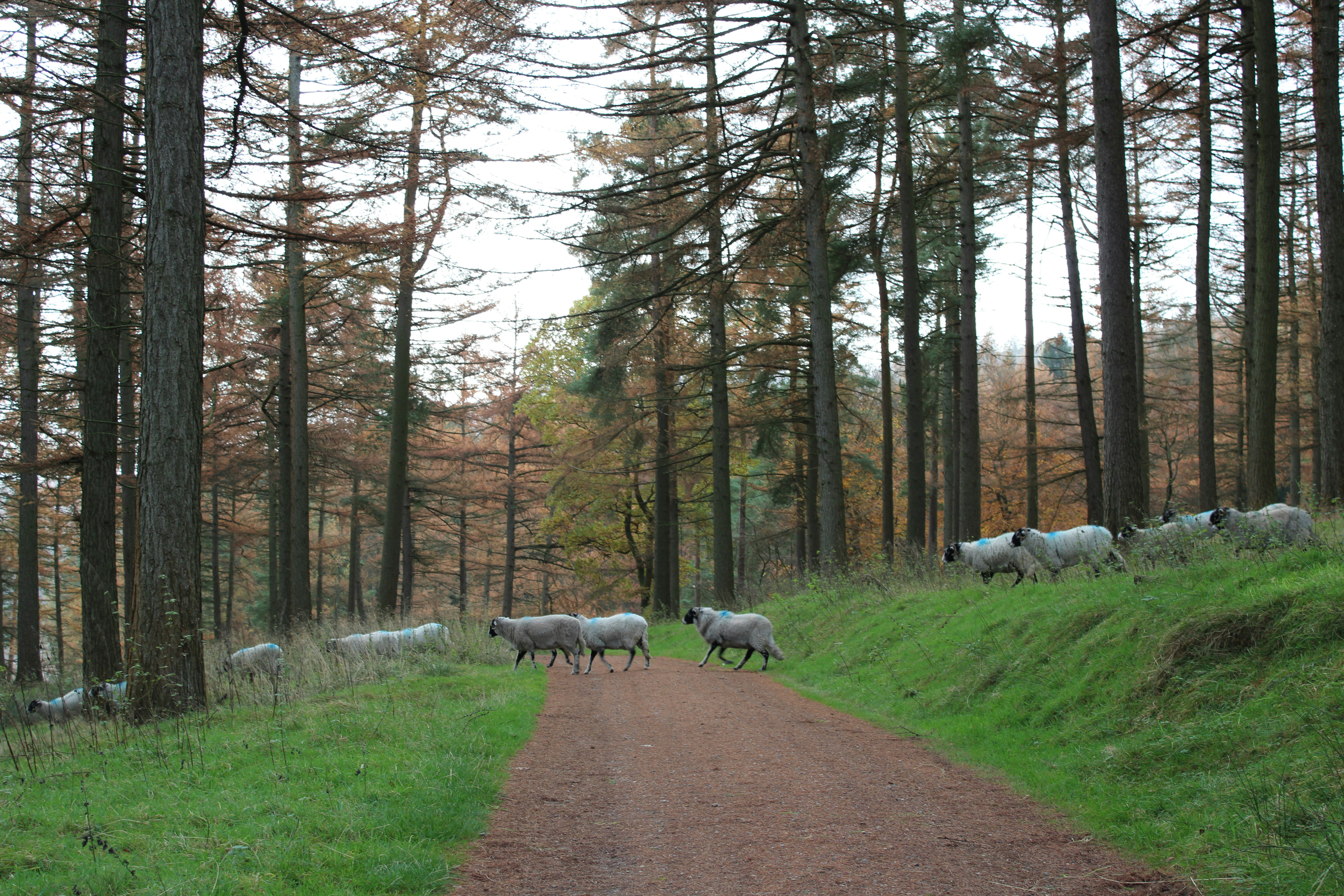 Sheep Parade on a Quiet Woodland Lane
