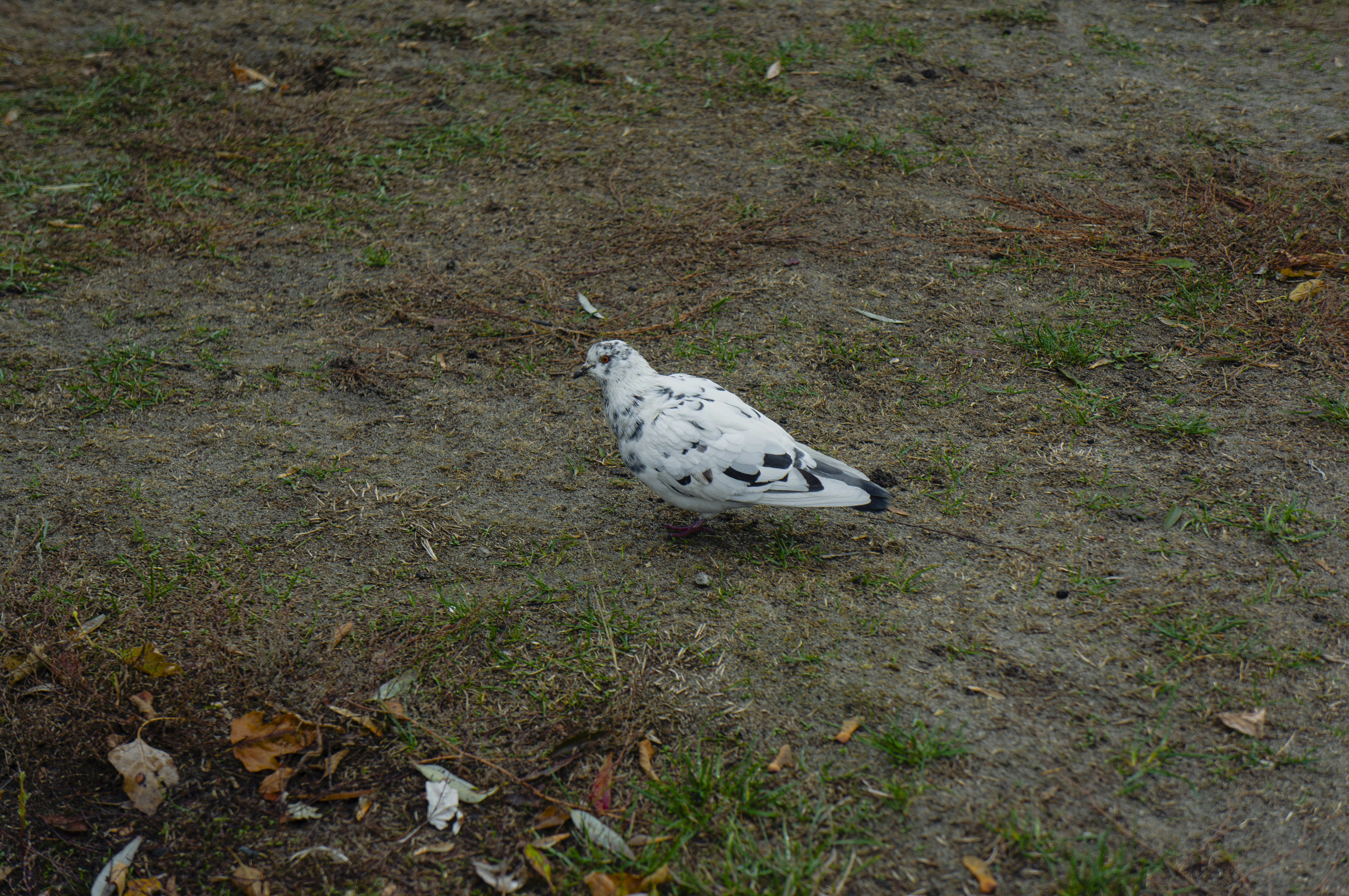 White-speckled Pigeon on a Dirt Patch in the Park