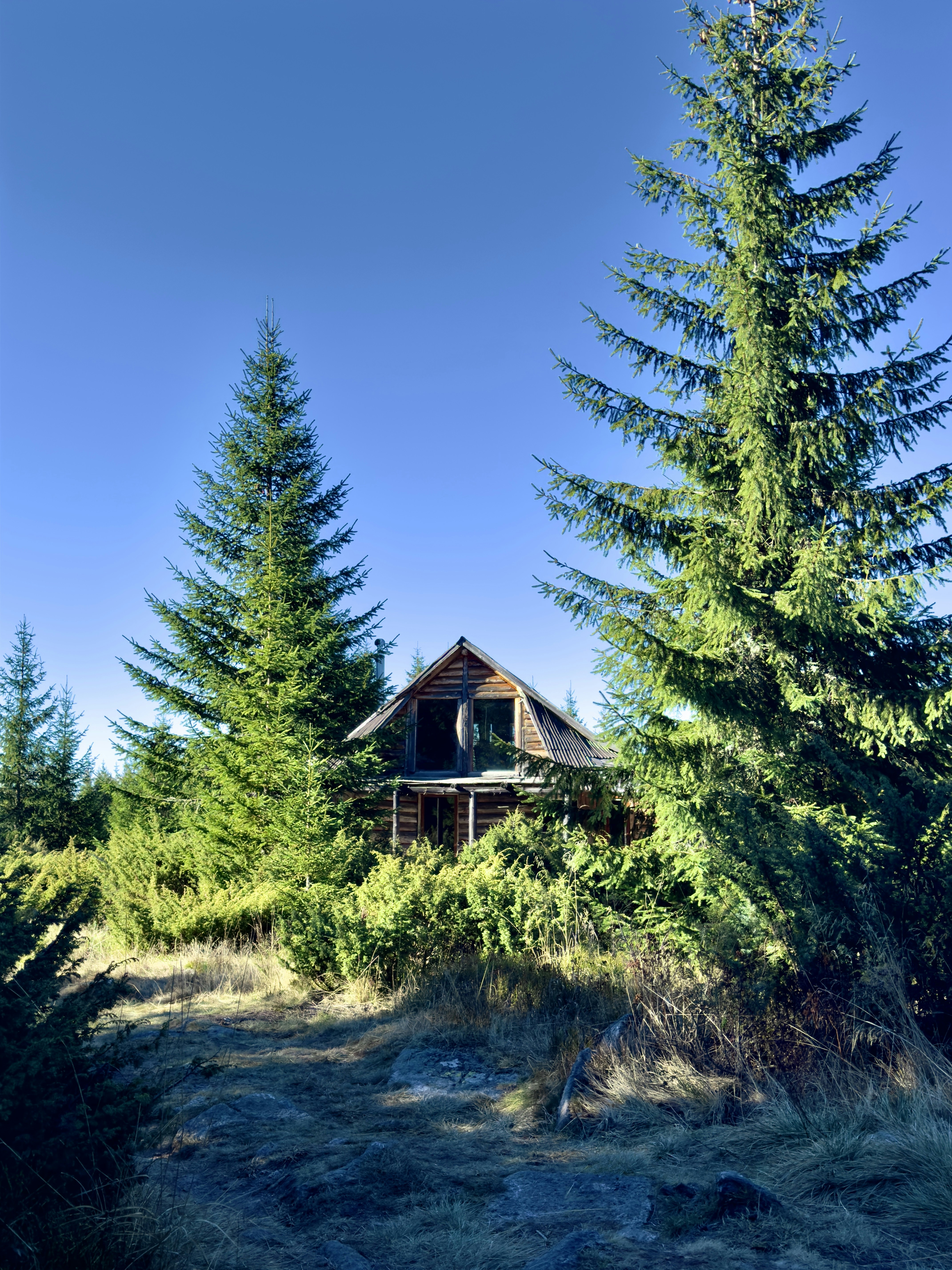 Sunlit A-Frame Hidden Among Pines