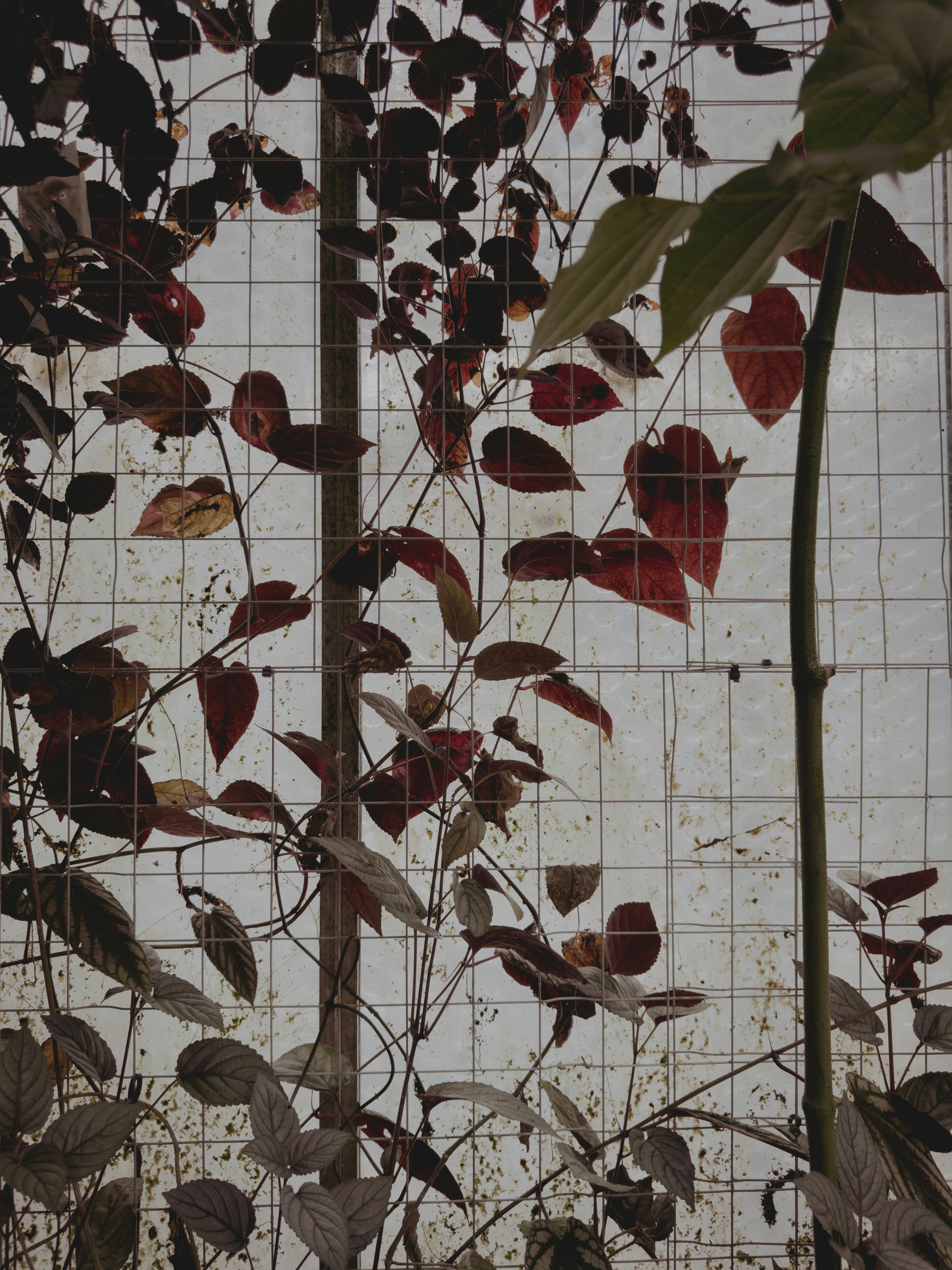 Vines in a Grid: Red Leaves Climbing a Trellis