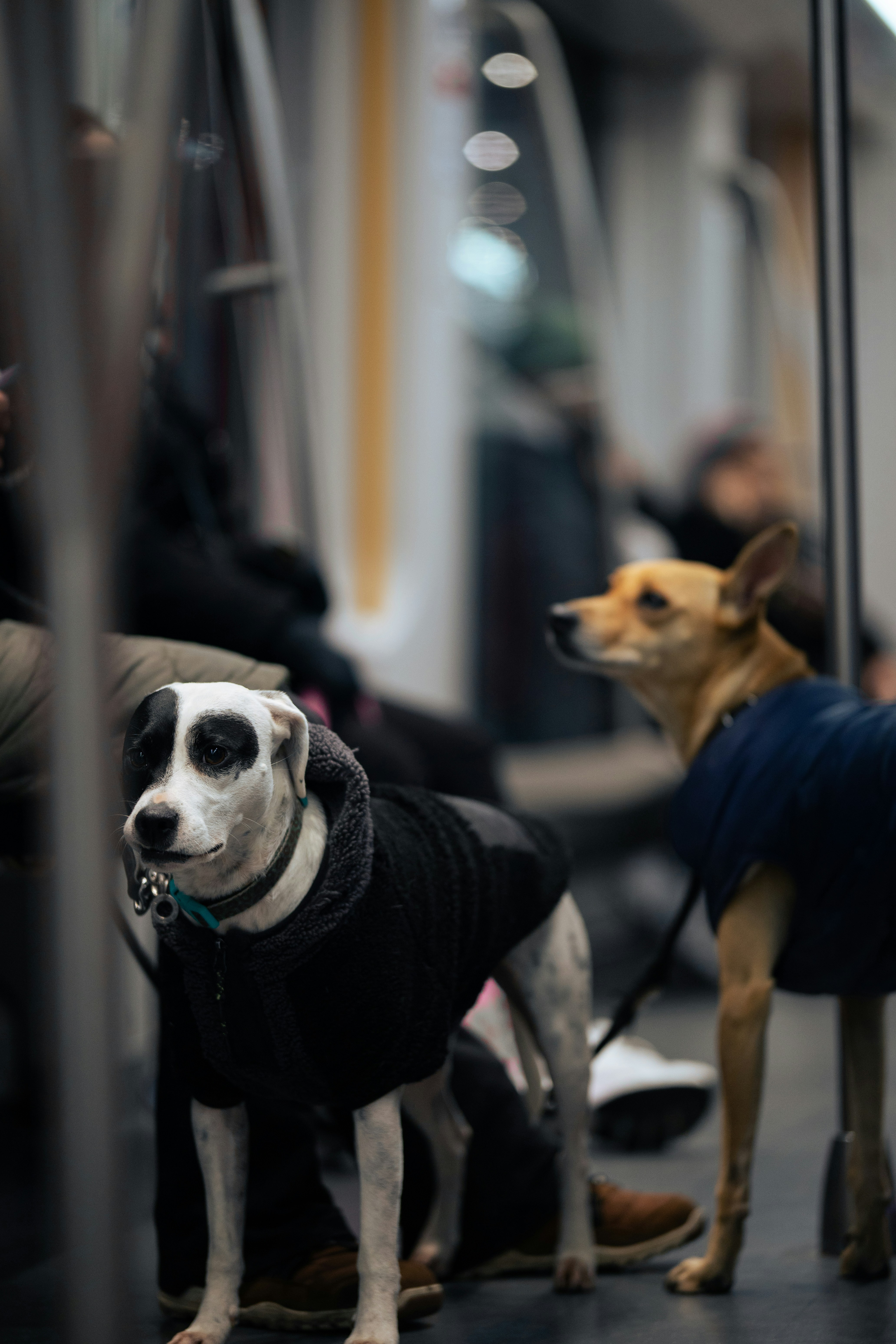 A couple of dogs sitting on top of a train photo – Free Travel Image on ...