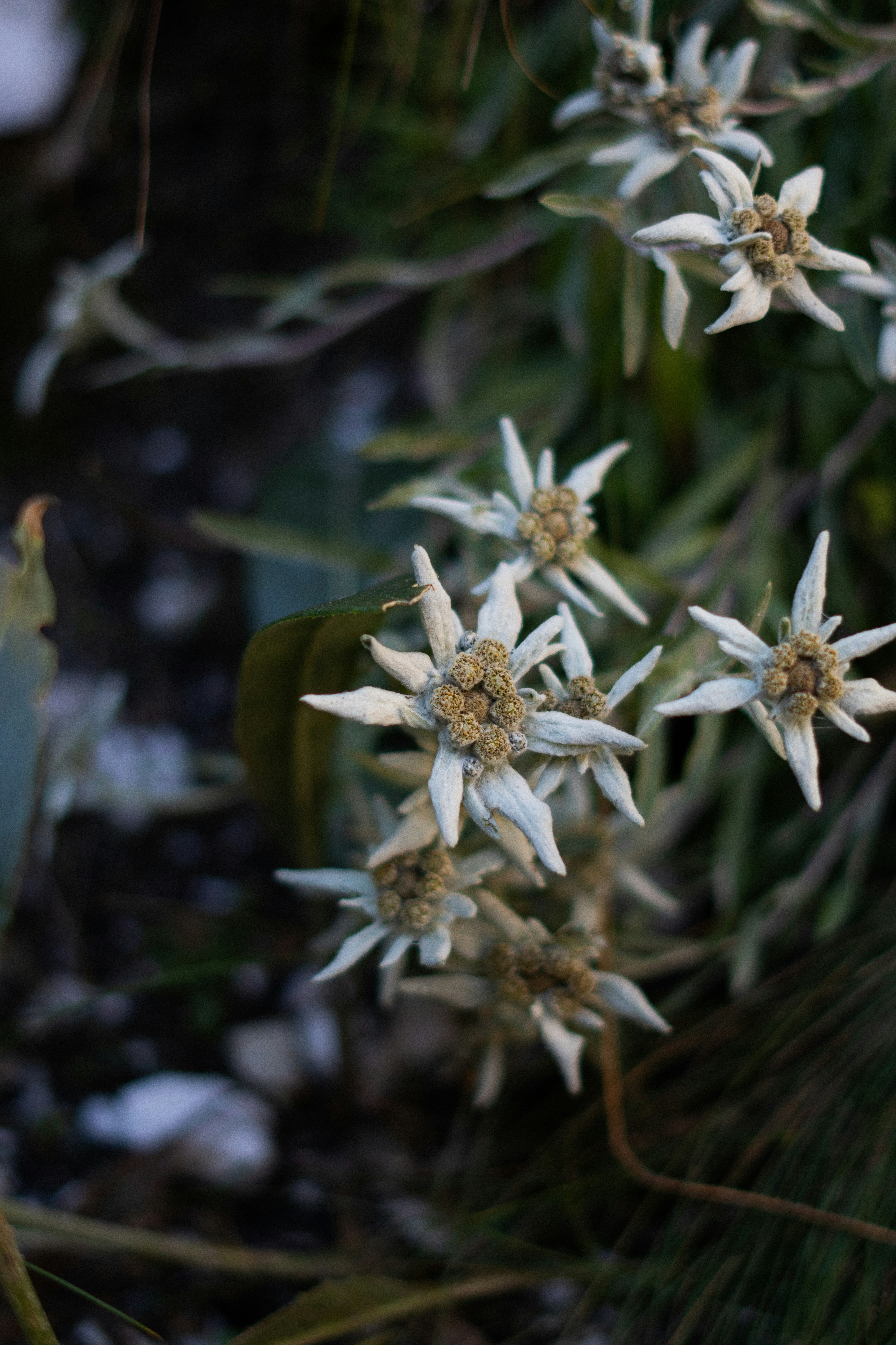 Edelweiss Pictures | Download Free Images on Unsplash