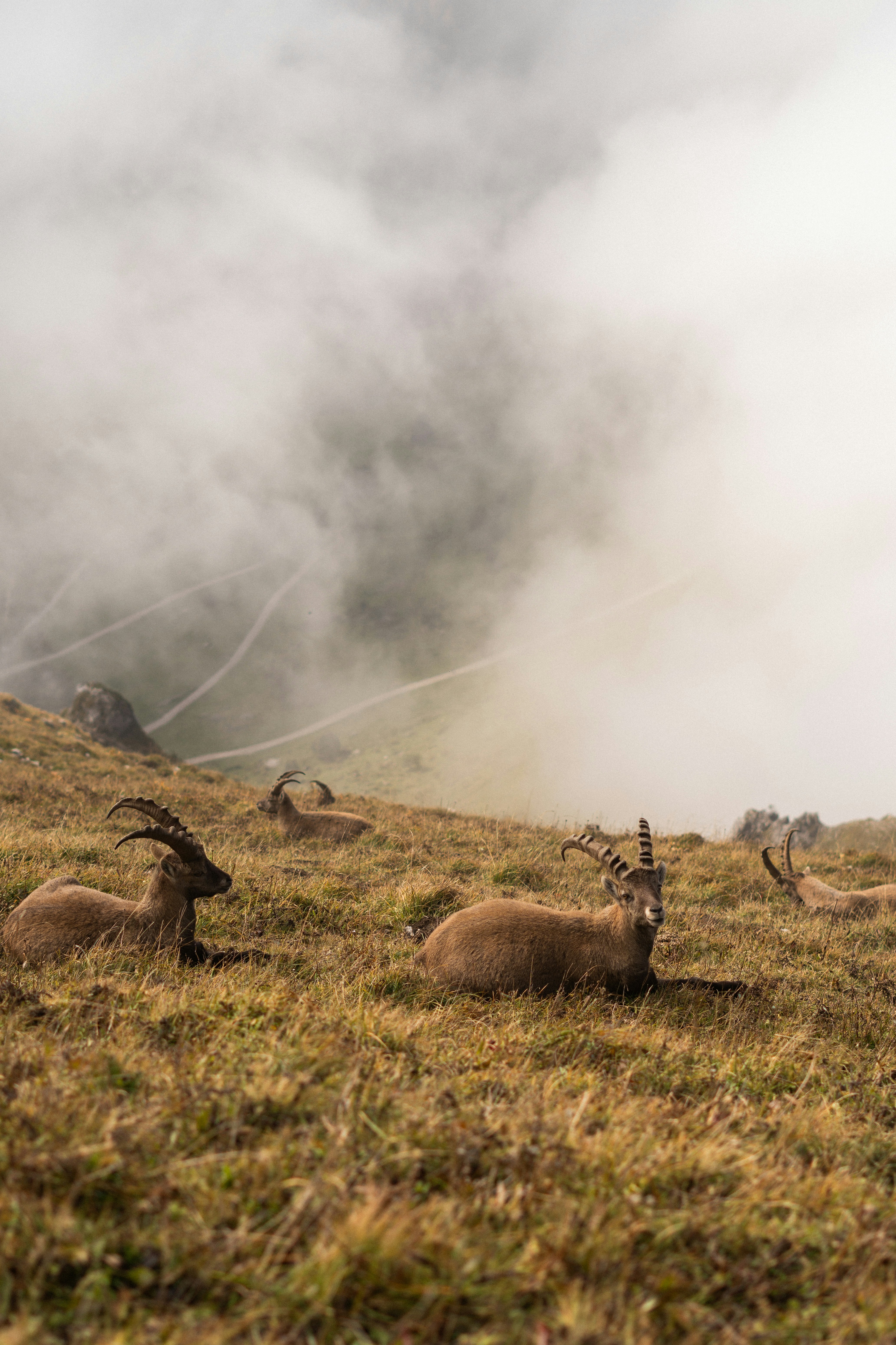 Hushed Ibex on a Fog-Washed Alpine Slope