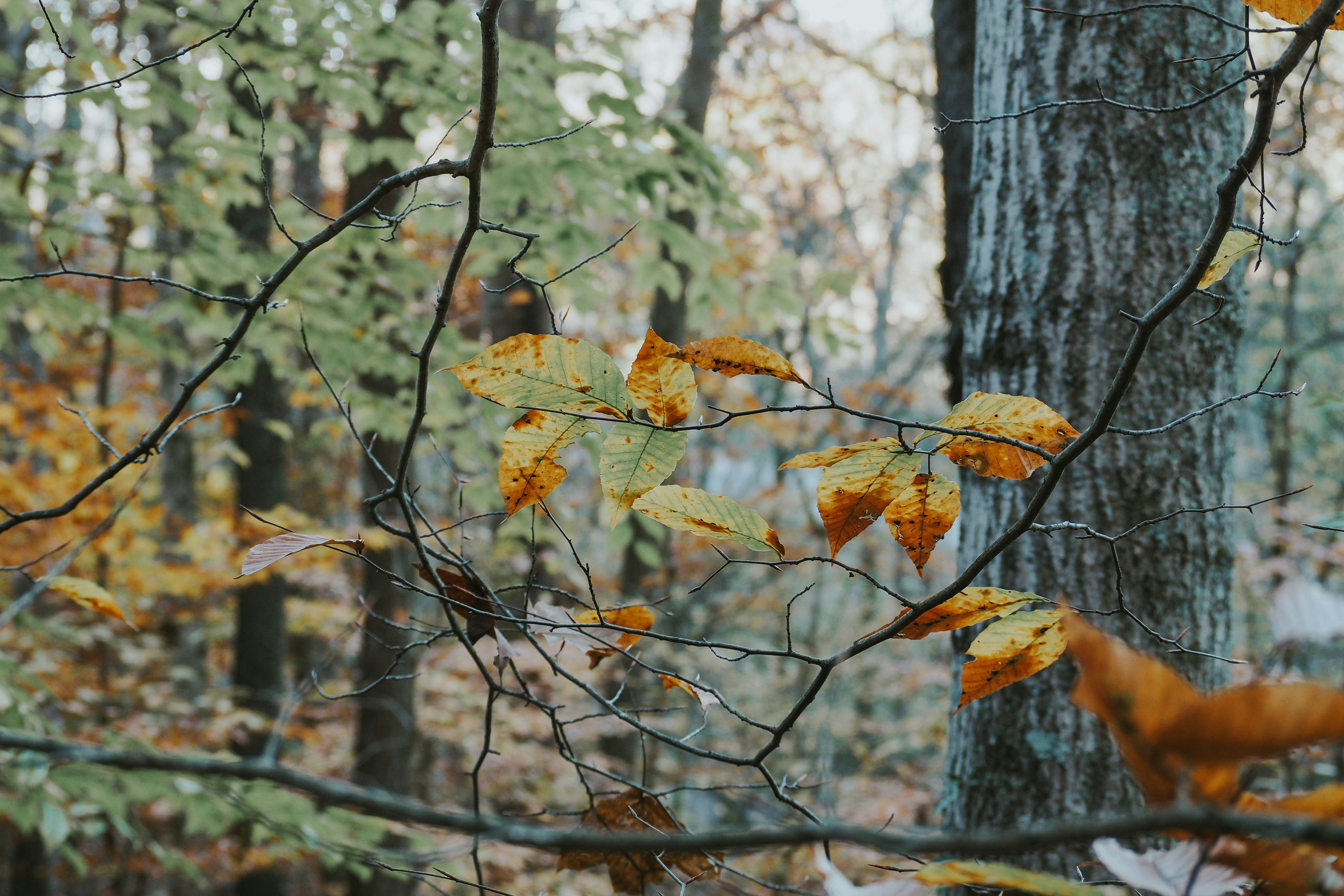 Photo by Barbara Burgess with Olympus PEN-F