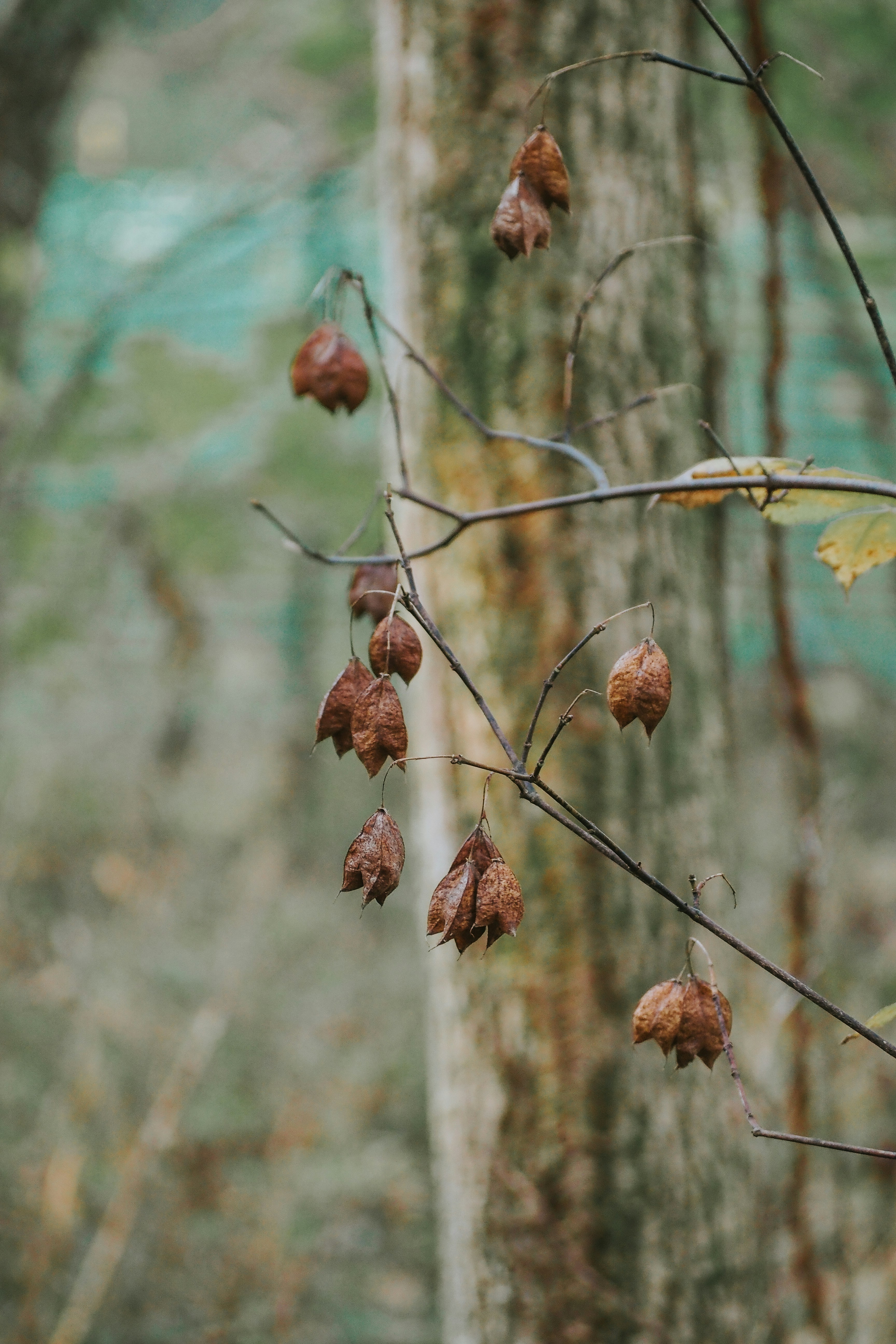 Dried-Leaf Pendant on a Bare Branch in a Quiet Forest