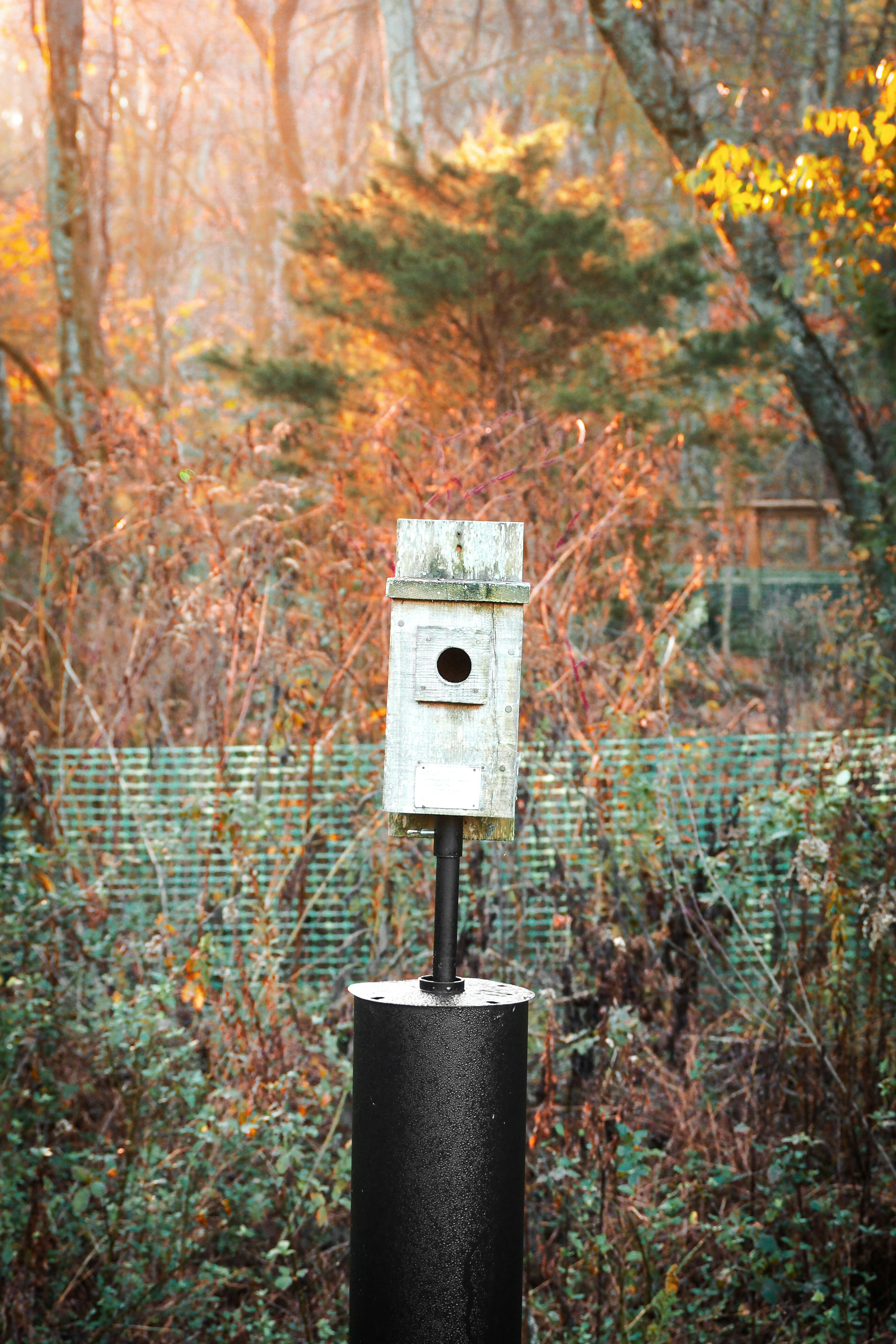 Autumn Sentinel: Weathered Birdhouse on a Post Amid Quiet Foliage