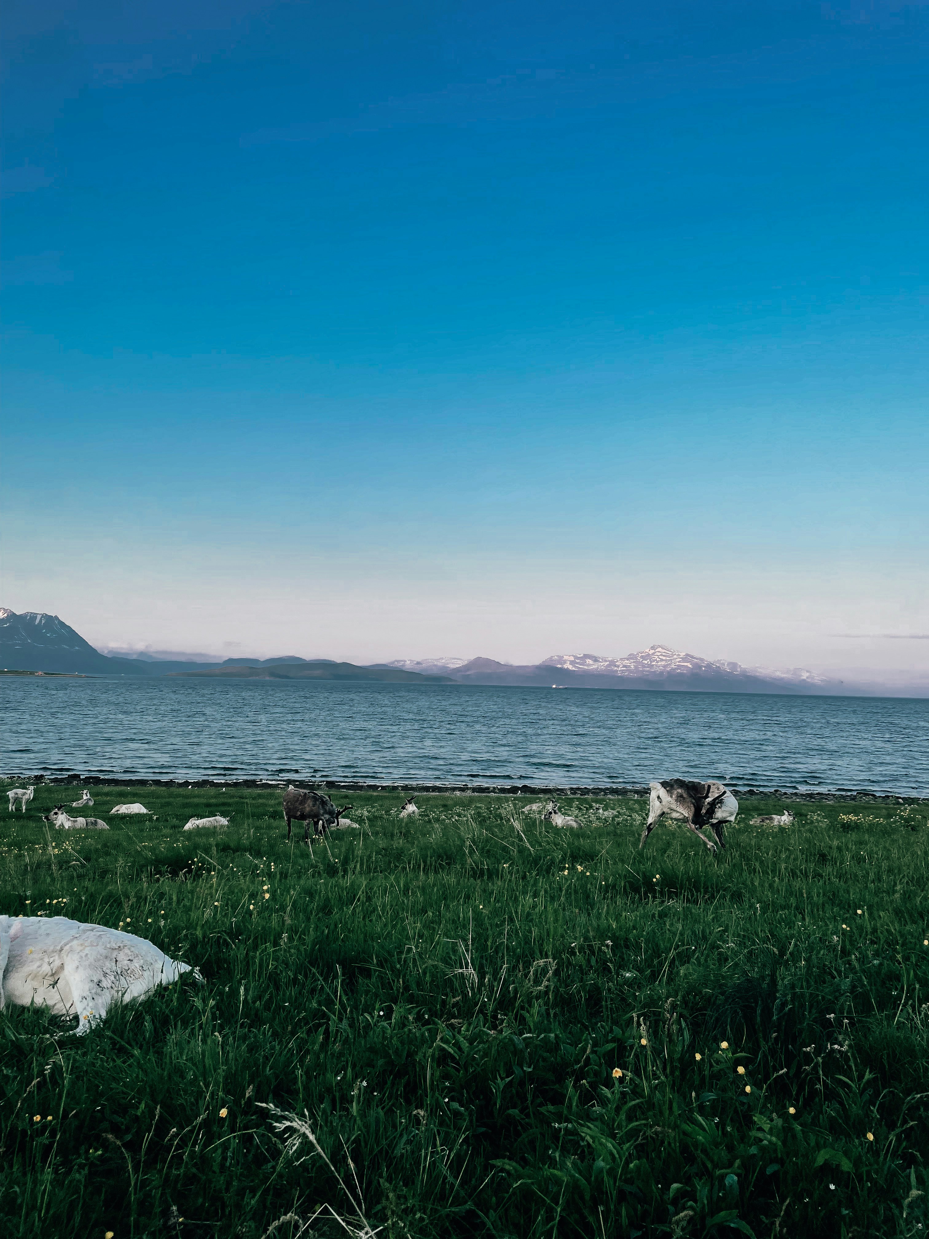  sheep grazing by a tranquil fjord under a clear blue sky