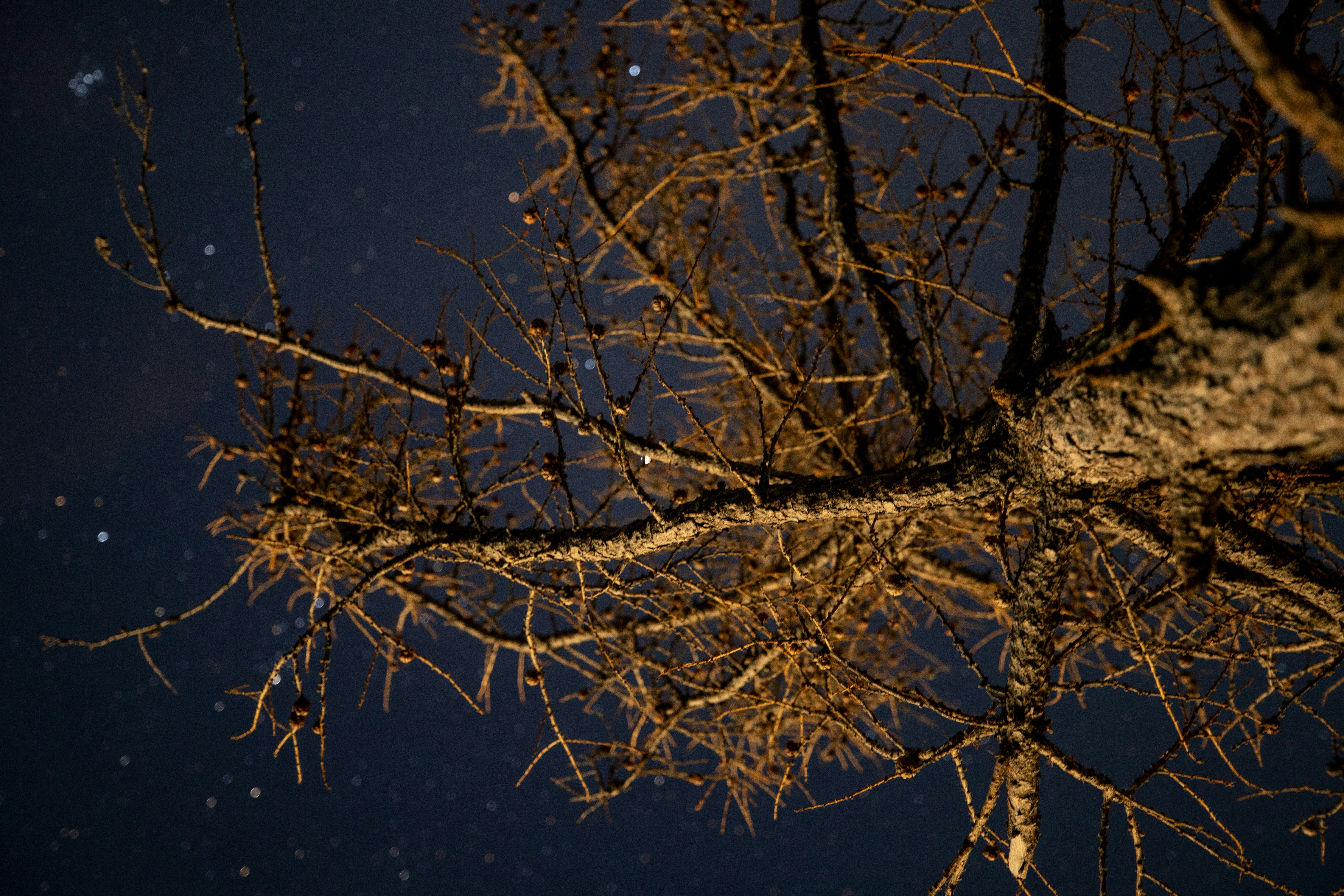 Snow-Kissed Branches Stretch Across a Quiet Night Sky