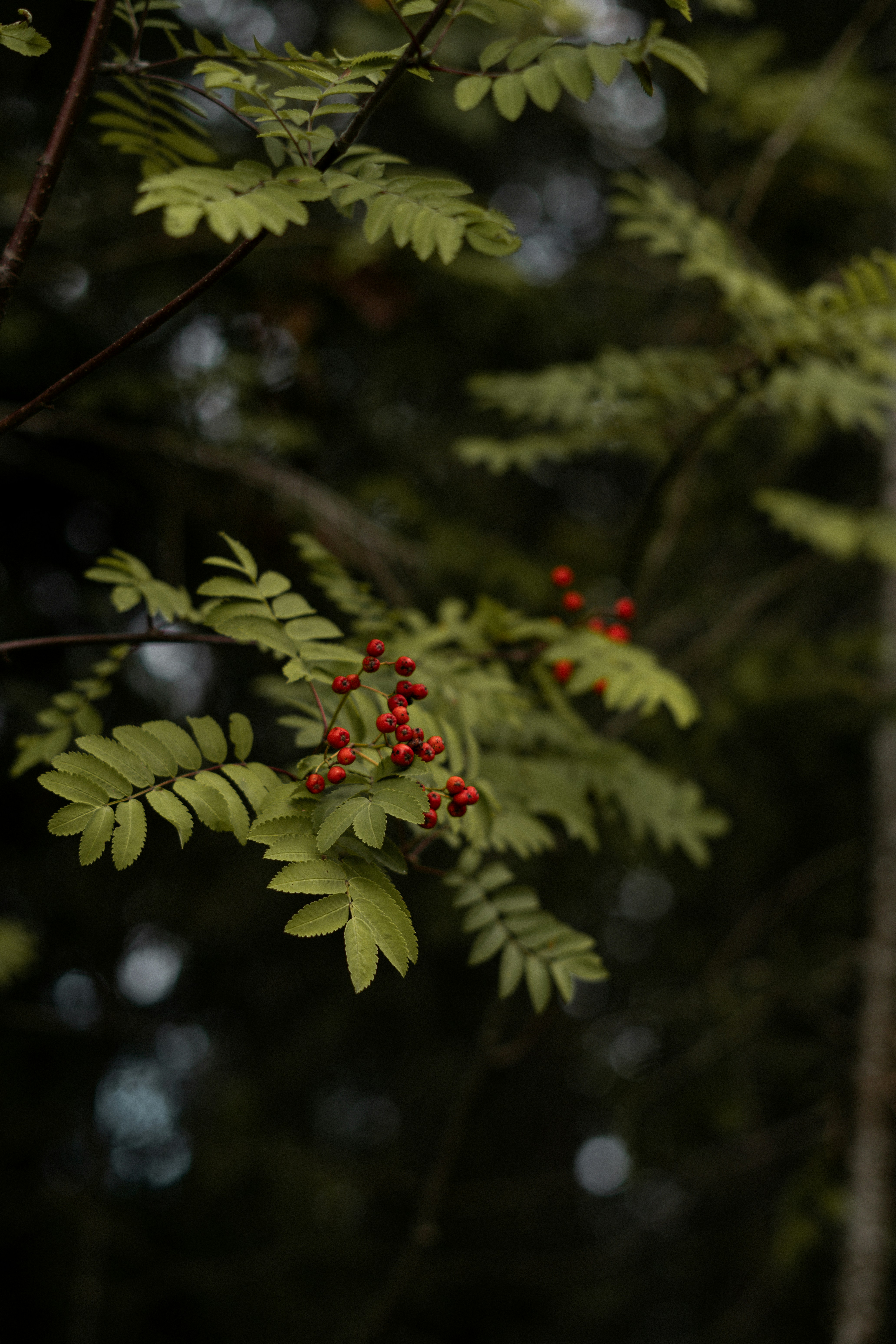 Red Berries on Fern-Like Branch in Dappled Forest Light