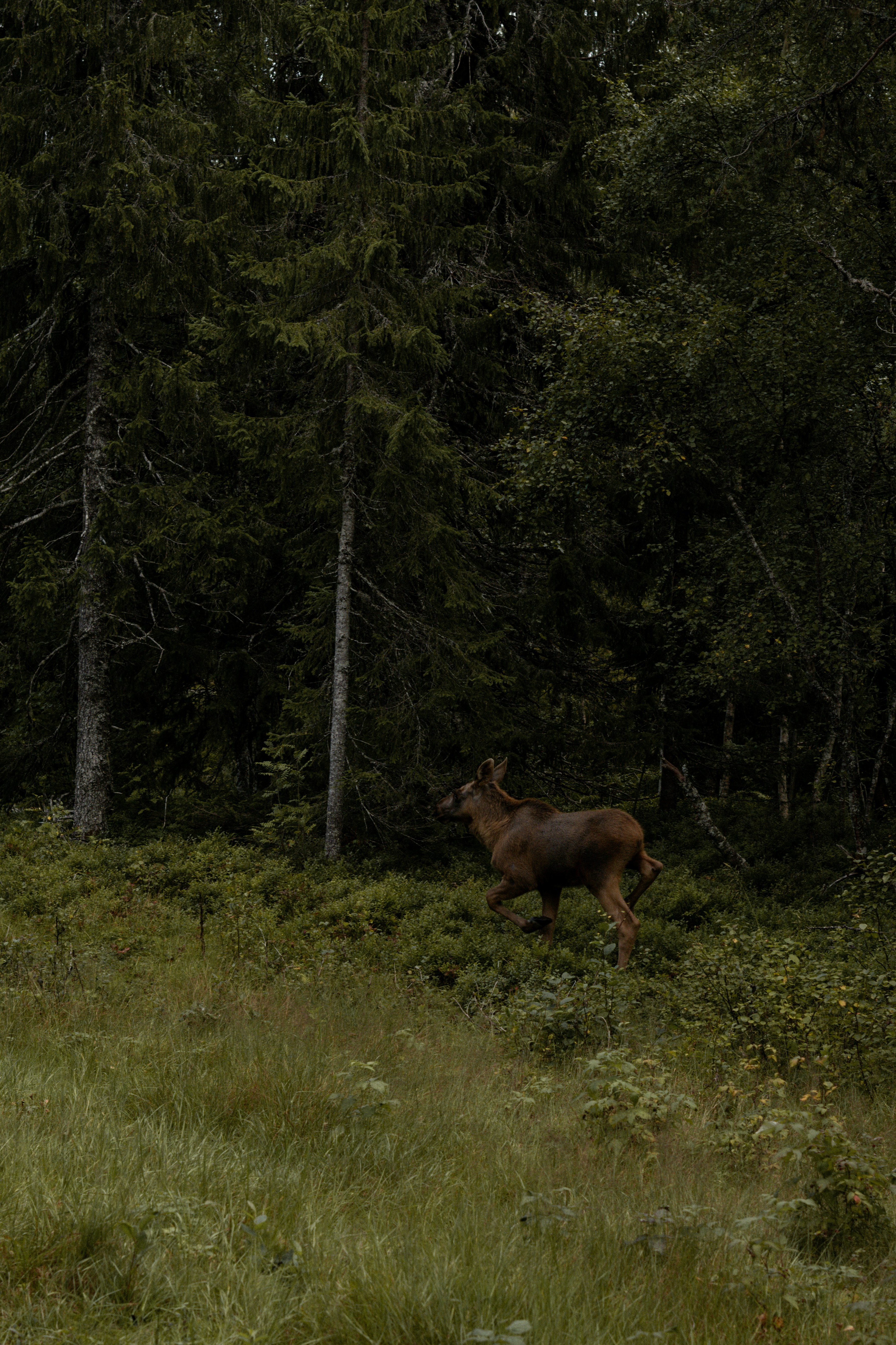 Whispering Pines: A lone deer threads the dusk-green clearing.